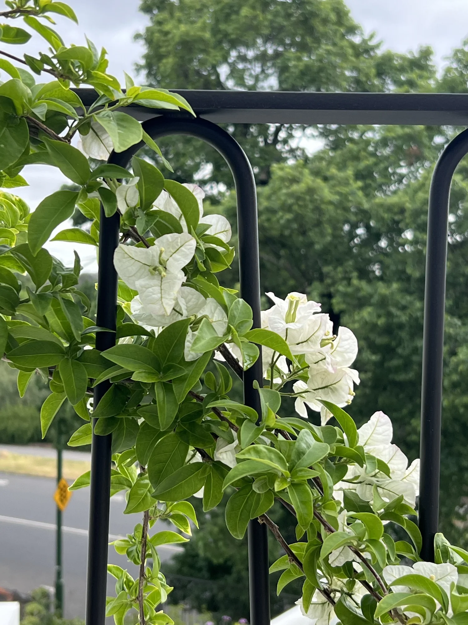 South Yarra 1 — Mud Office