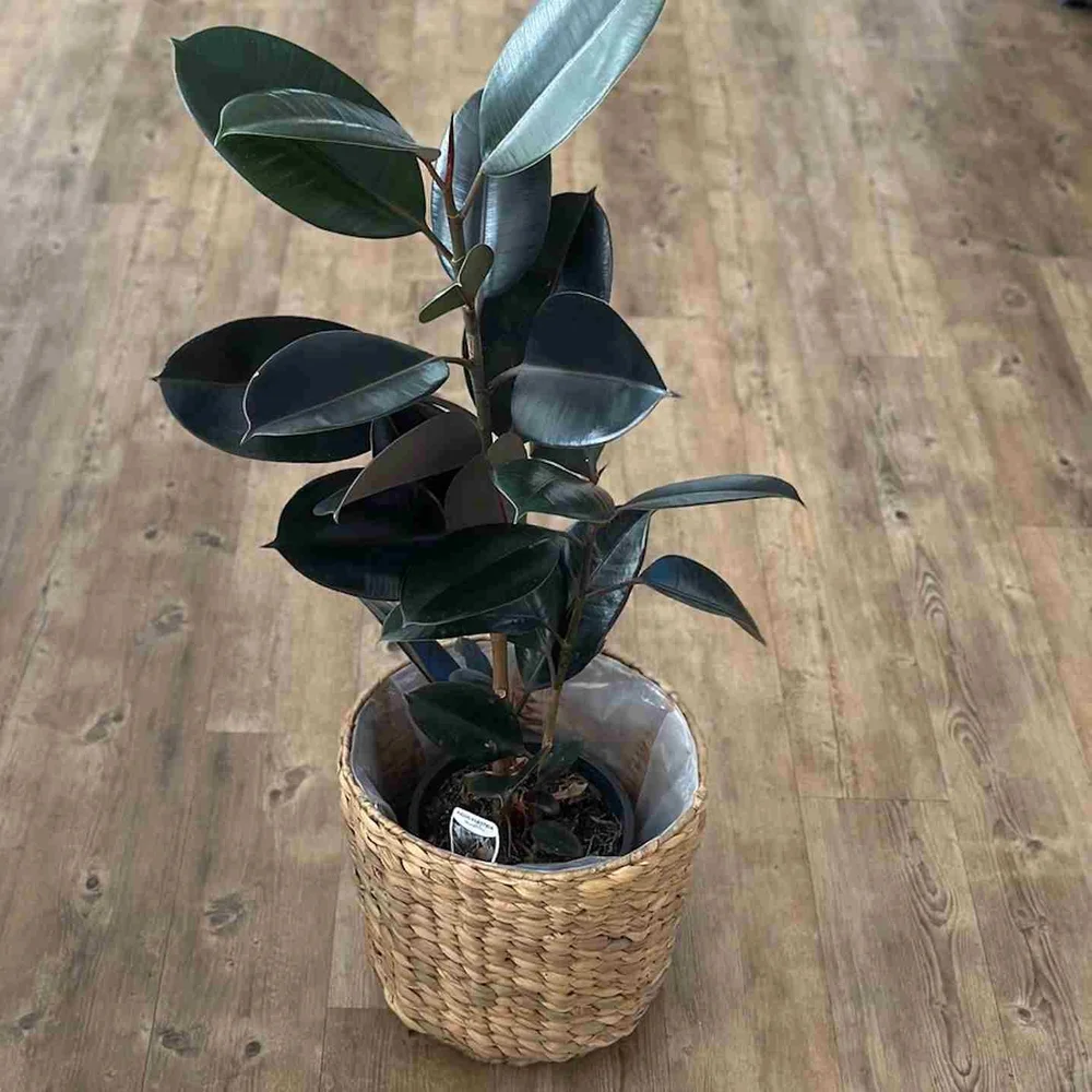 Indoor Plant Gifts | Gold Coast Same Day Delivery