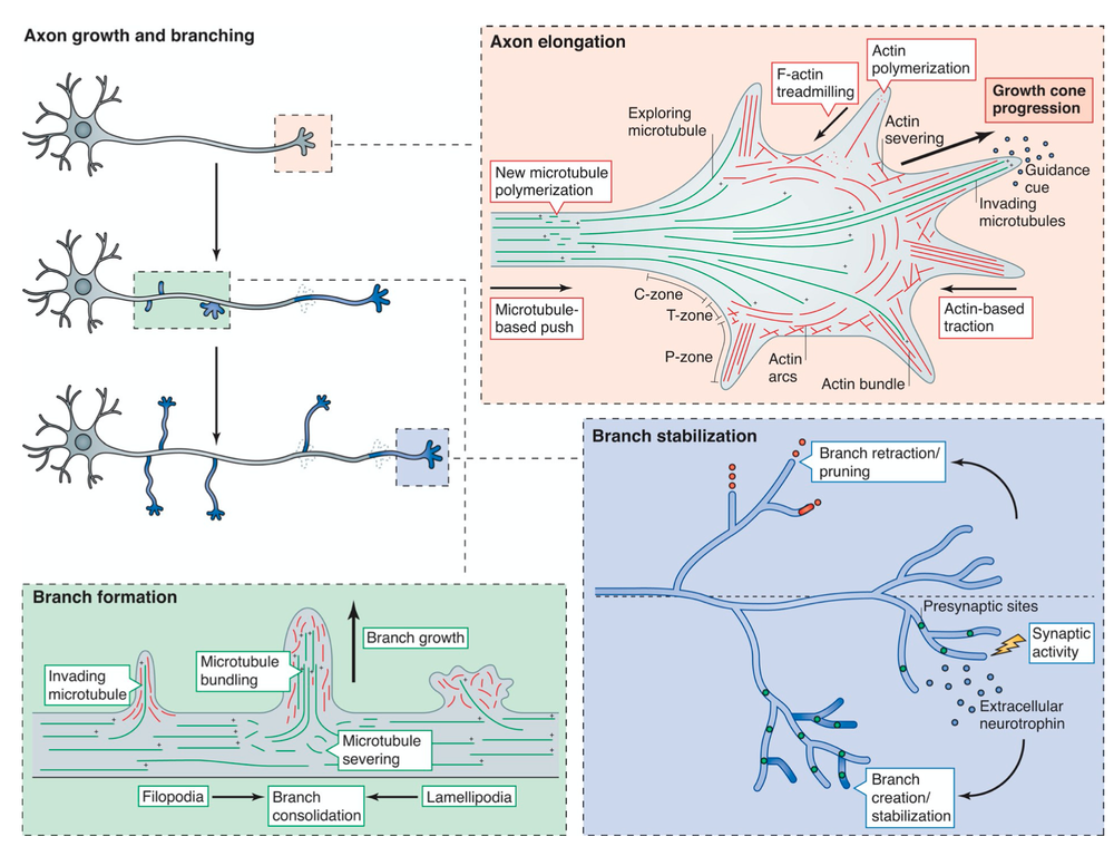 Cellular and molecular mechanisms underlying axon formation, growth, and branching — COLUMBIA ...