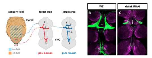 Axon morphogenesis — COLUMBIA | Zuckerman Institute