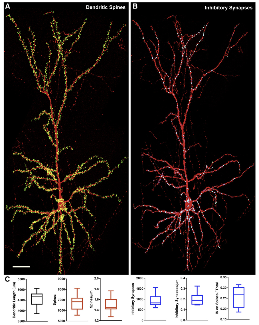 Whole-Neuron Synaptic Mapping — COLUMBIA | Zuckerman Institute