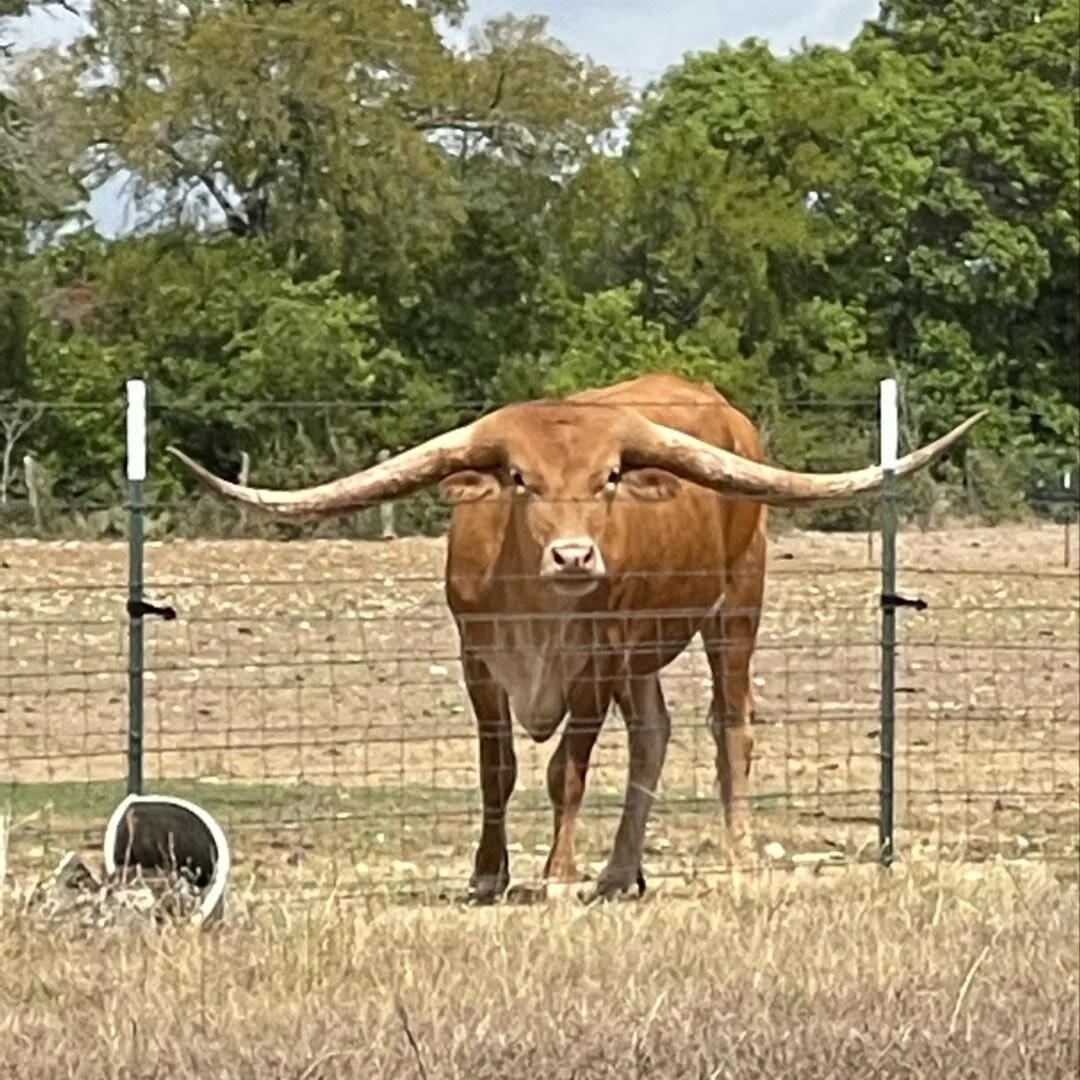 Veteran's Liberty Ranch | Grass Fed Beef | Rhome, TX