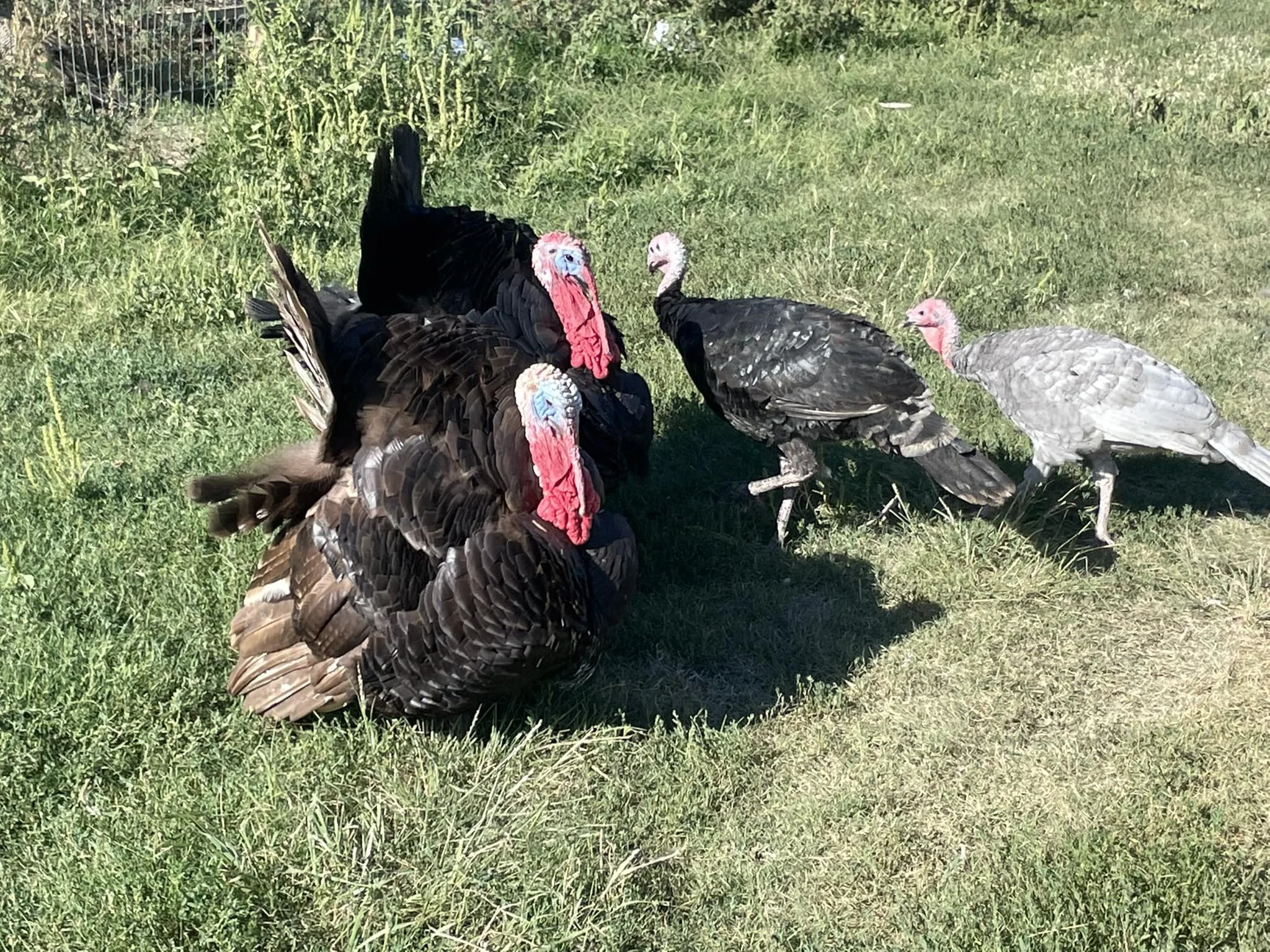 About — Veteran's Liberty Ranch