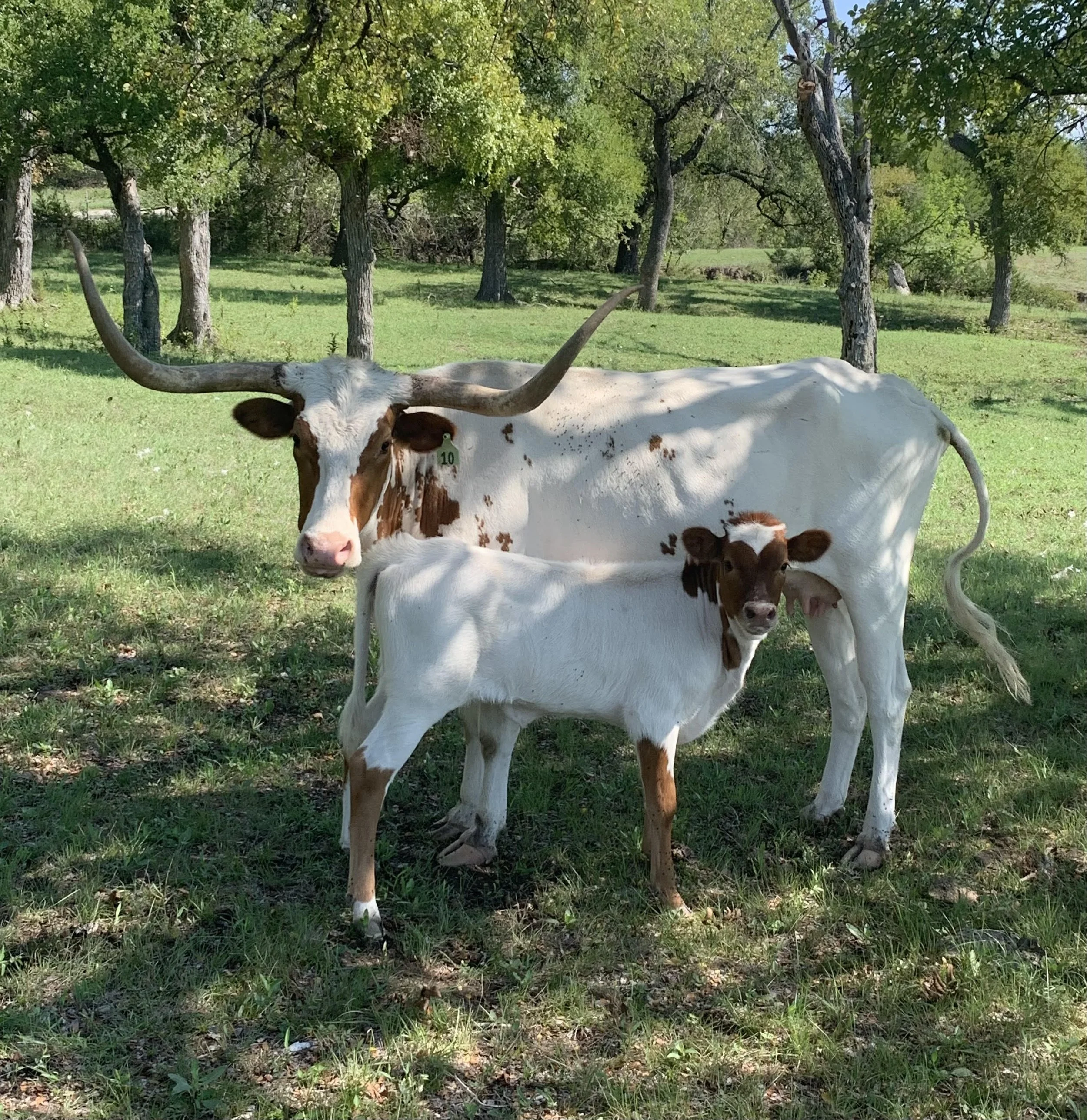 About — Veteran's Liberty Ranch