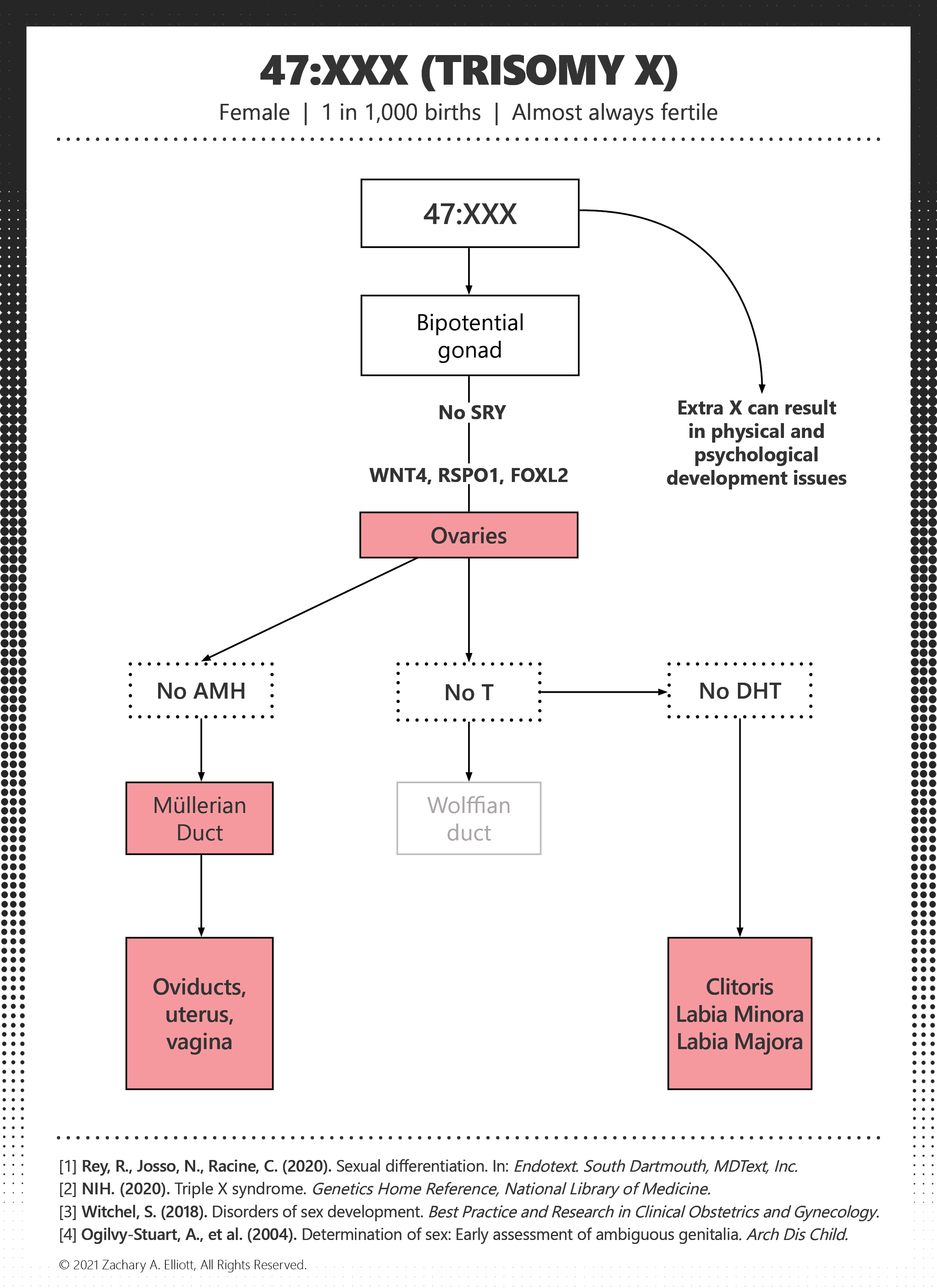 Sex Development Charts — Paradox Institute