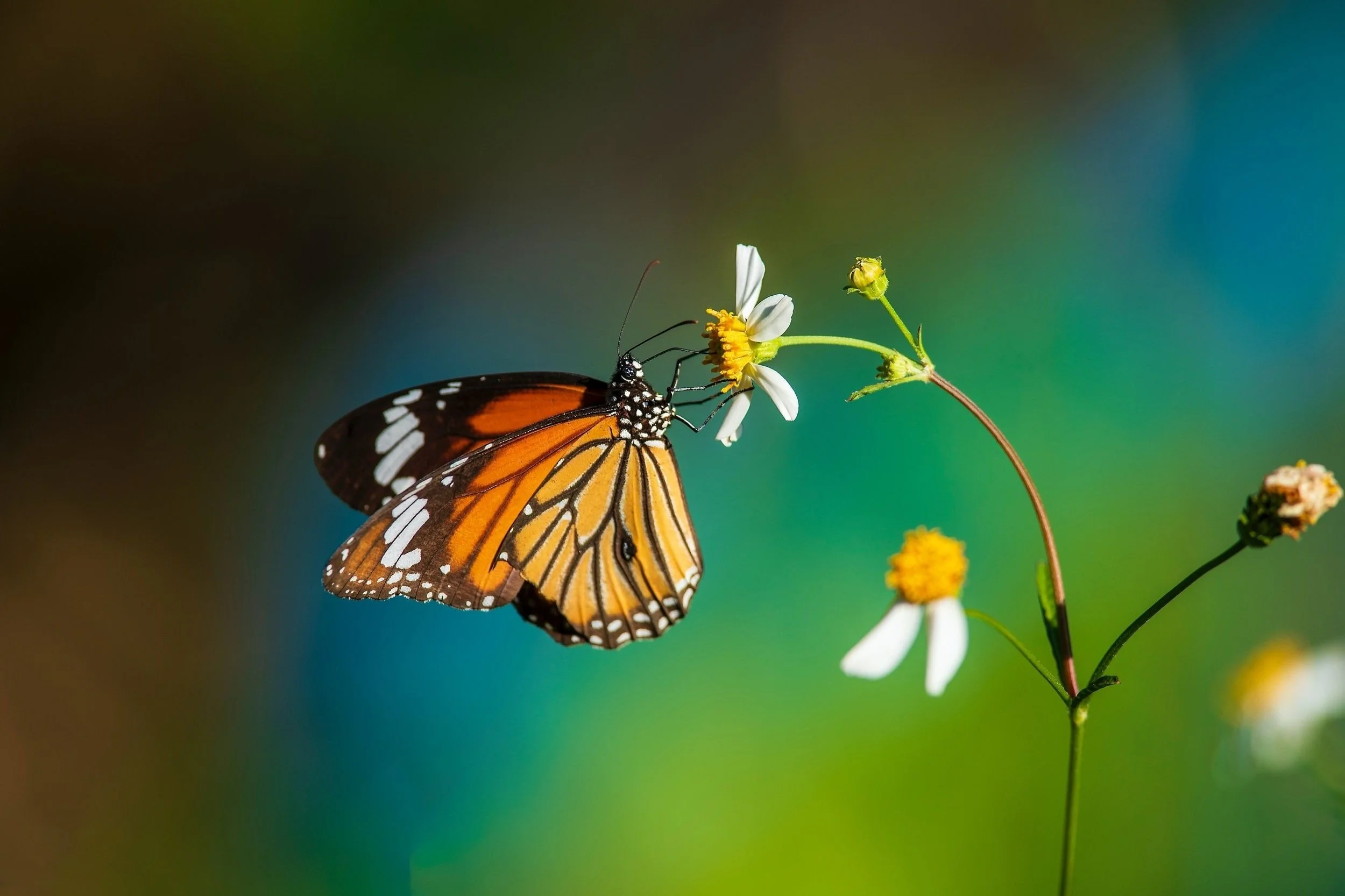 Guided Meditations in Spanish — Primordial Multicultural Healing Community