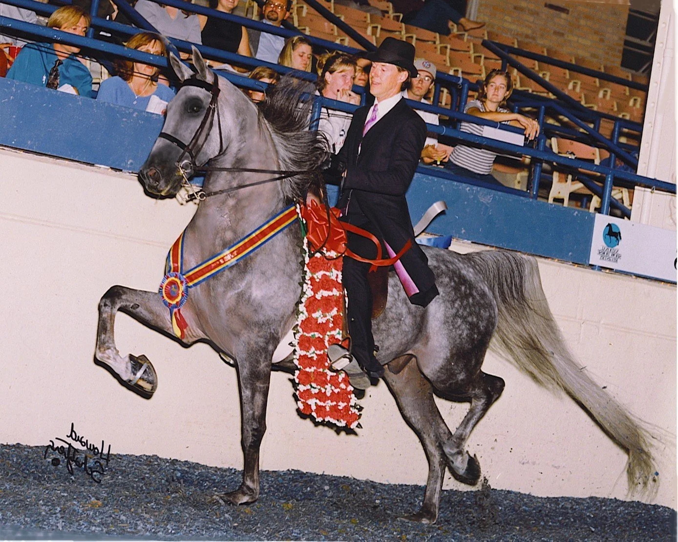 Shows & Events — National Show Horse Registry