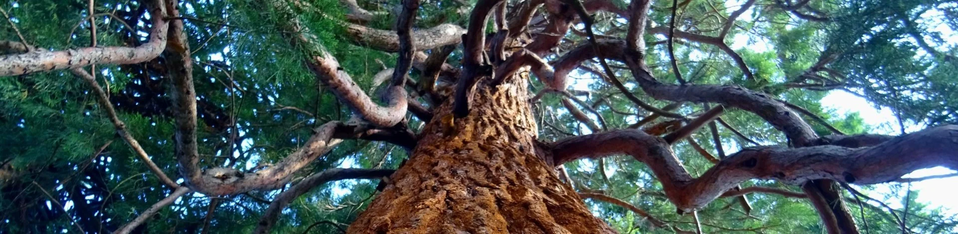 Resilient Roots — Odyssey Healing