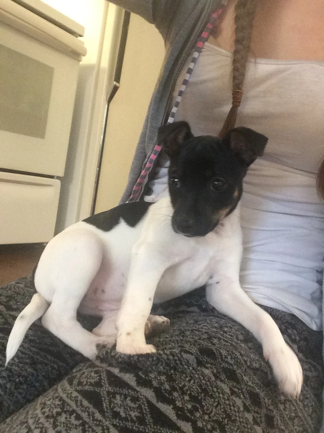 Our Story — Above the Barr Terriers