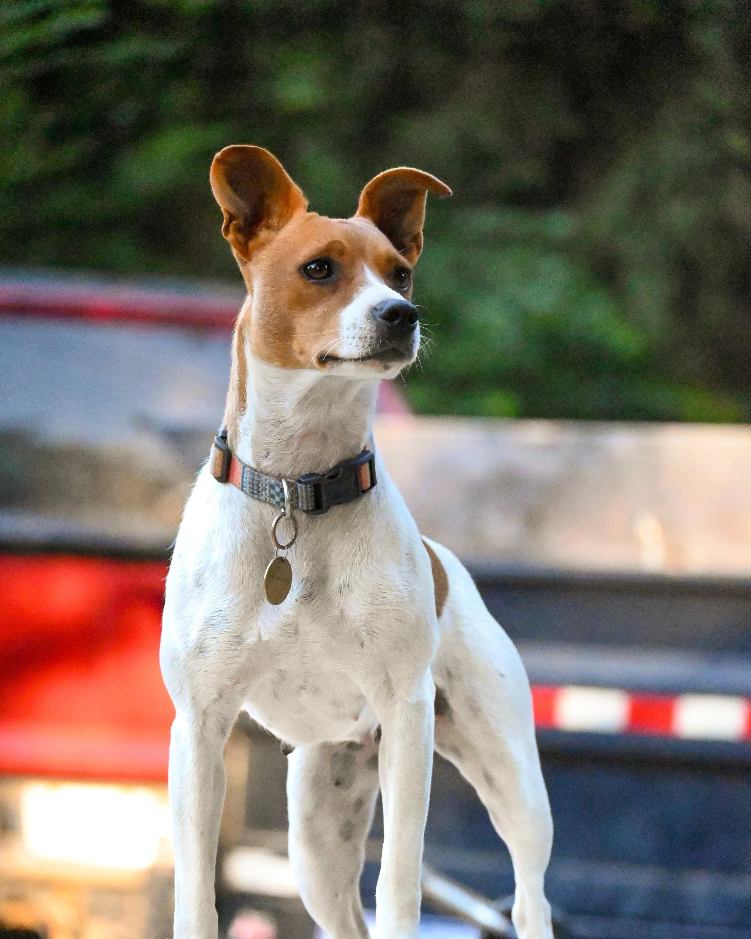 Rat Terrier Females — Above the Barr Terriers