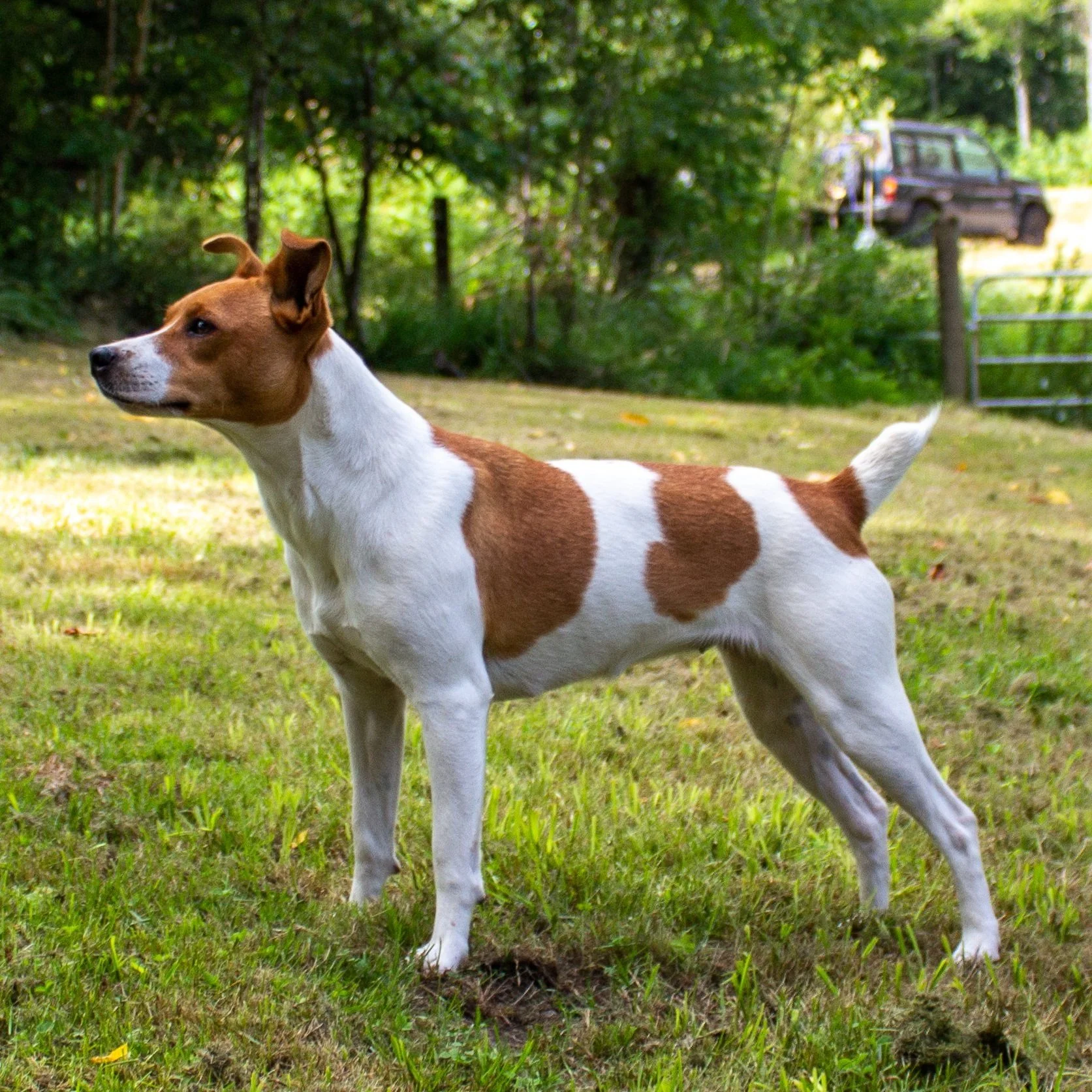 Rat Terrier Females — Above the Barr Terriers