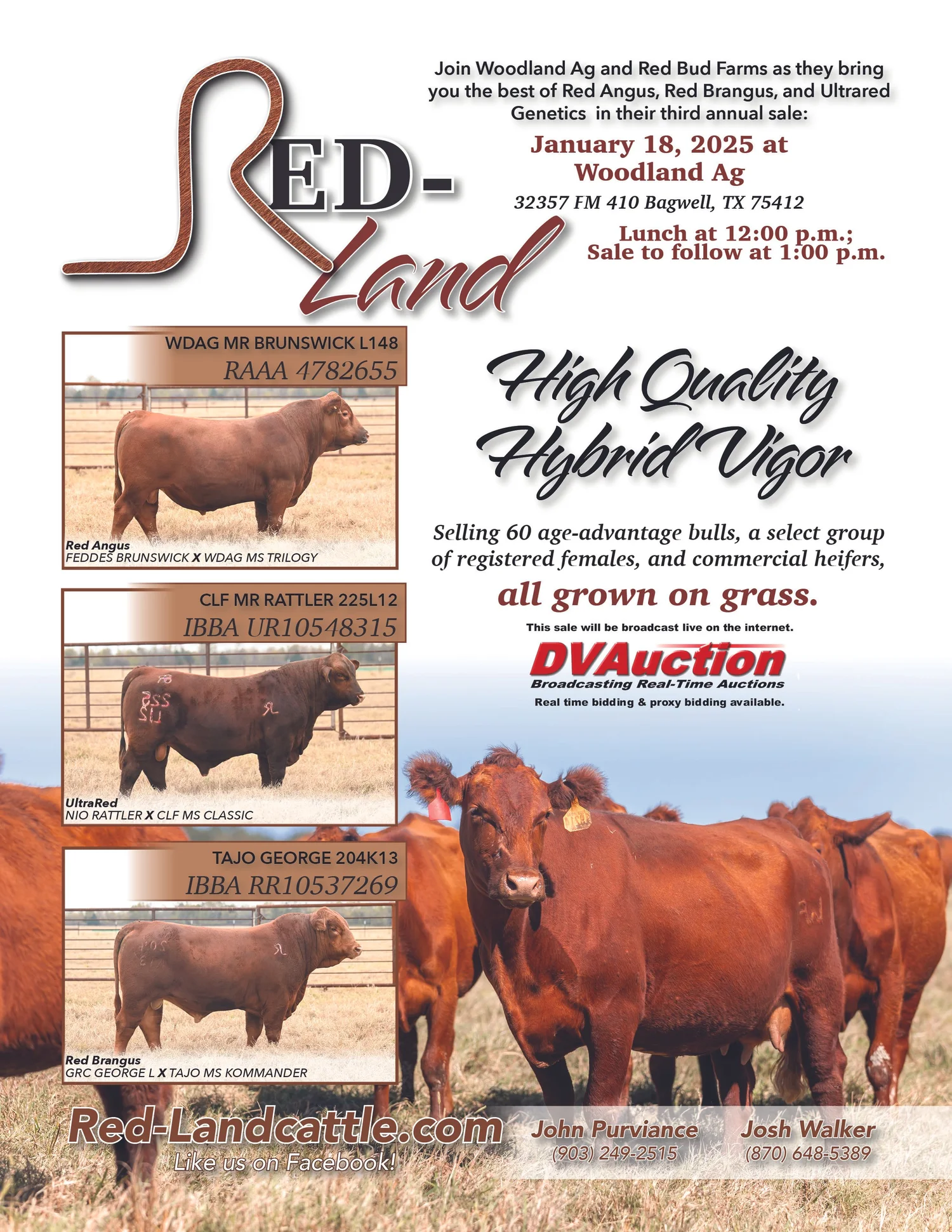 Red-Land Ultrared Cattle