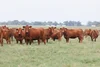 Red-Land Ultrared Cattle