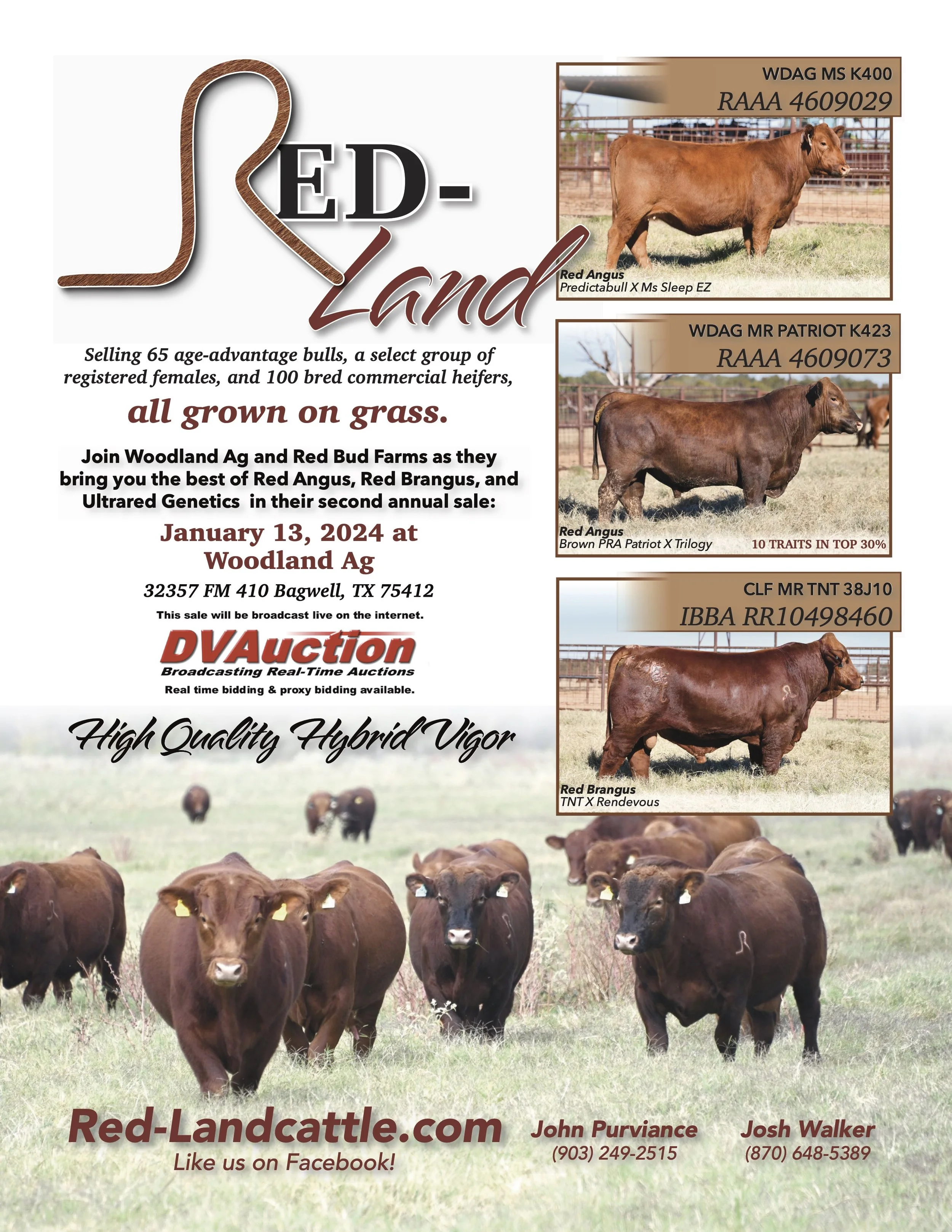 Red-Land Ultrared Cattle