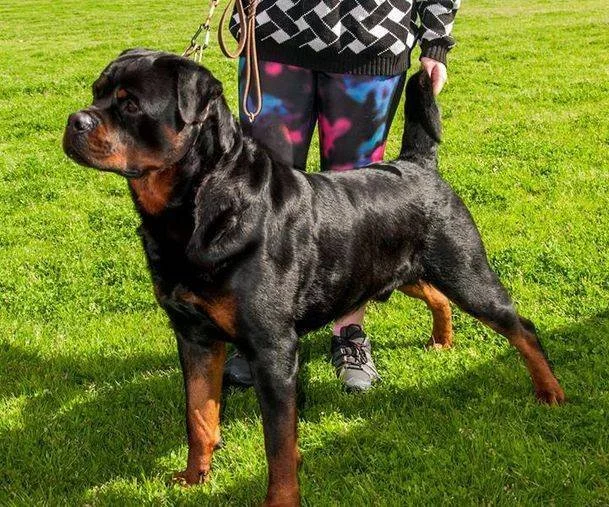 Rottweiler History — Shadowmaker Rottweilers