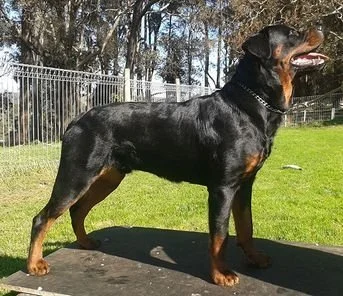 Understanding the ADRK — Shadowmaker Rottweilers