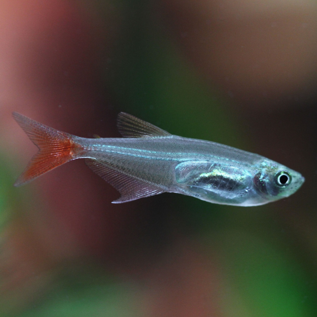 🔆 Species Highlight 🔆 Glass Bloodfin Tetra (Prionobrama filigera ...