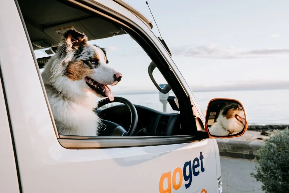 GoGet’s pet friendly cars help Aussie pet owners get around with a car ...