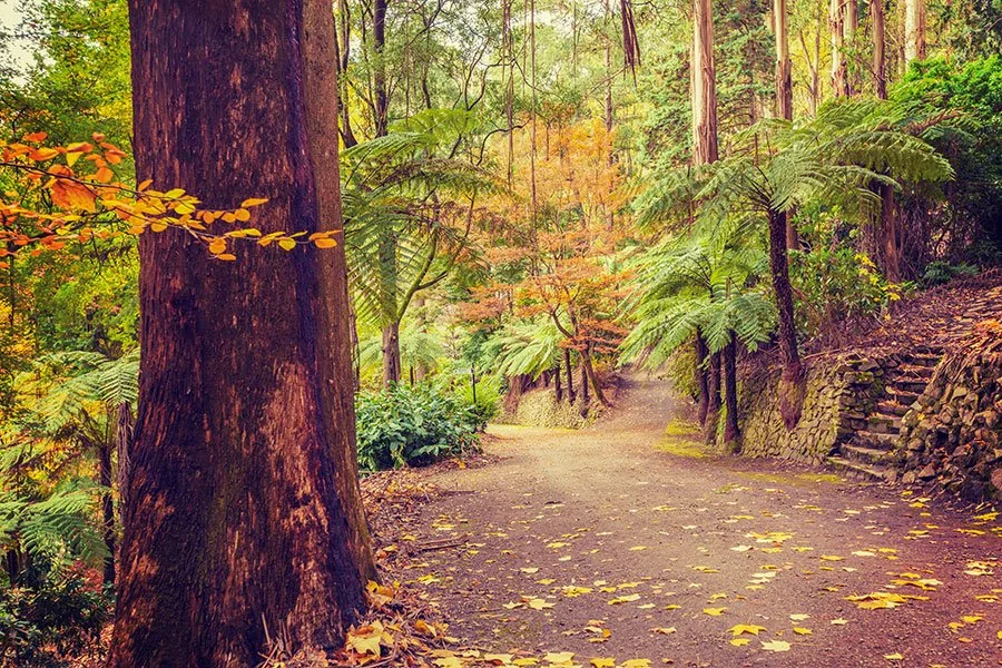 Best Day Hikes in Melbourne for Spring (No Road Trip Required) | GoGet ...
