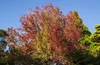 The best autumn leaves in Australia | GoGet Carshare