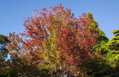 The best autumn leaves in Australia | GoGet Carshare