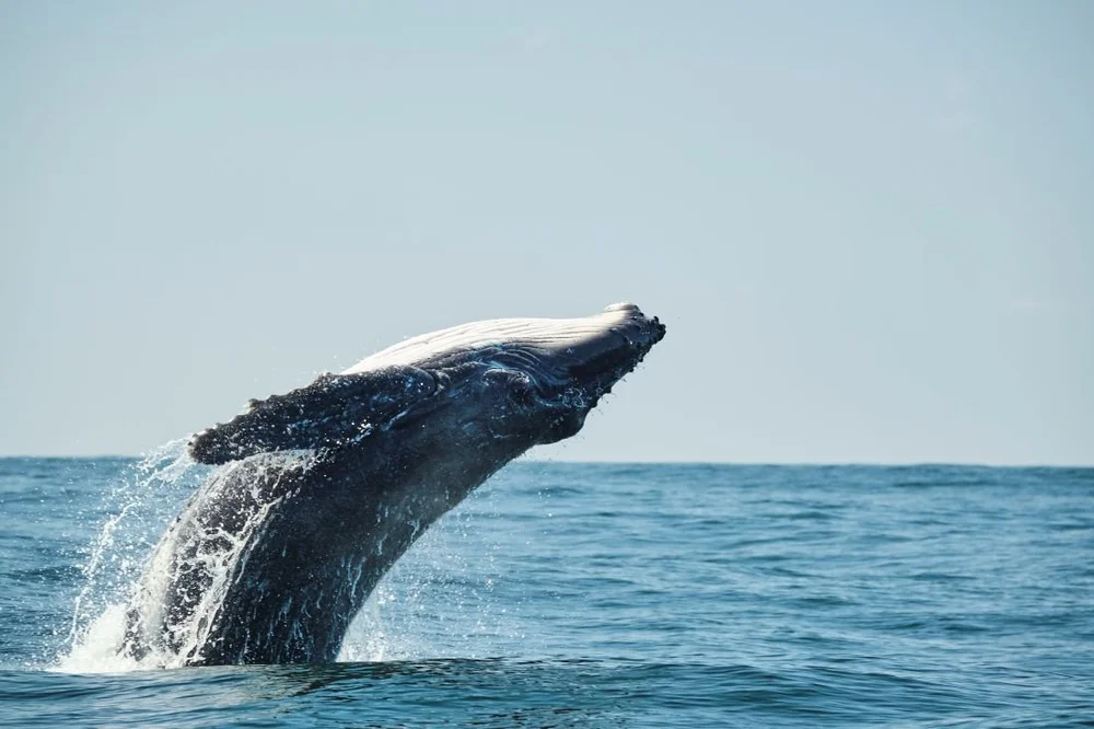 Your Guide to Brisbane's Best Whale Watching Spots | GoGet Carshare
