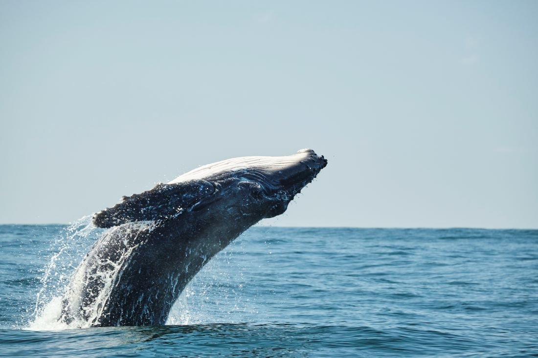 Your Guide to Brisbane's Best Whale Watching Spots | GoGet Carshare