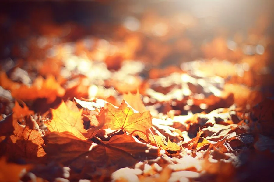 The Best Places To See Autumn Leaves in Sydney & New South Wales 2023 ...