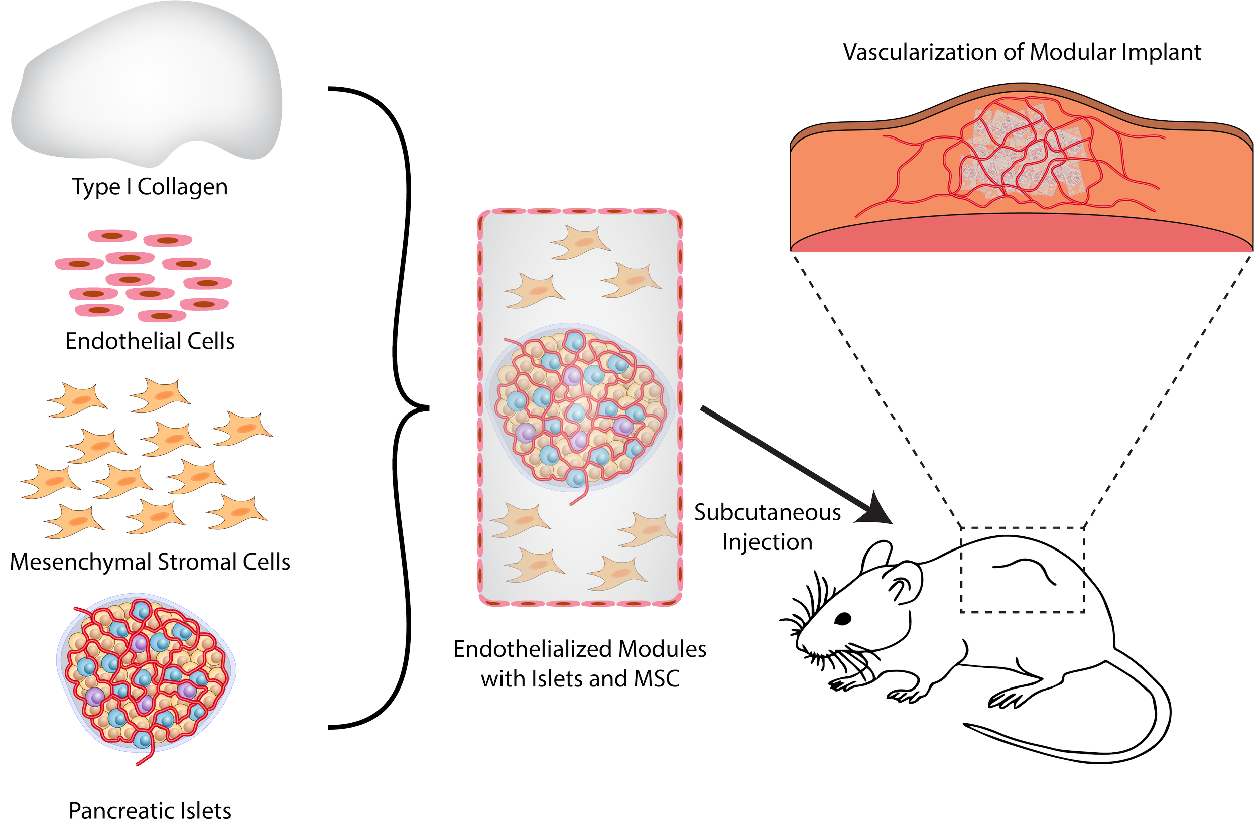 Tissue Engineering — Vlahos Lab