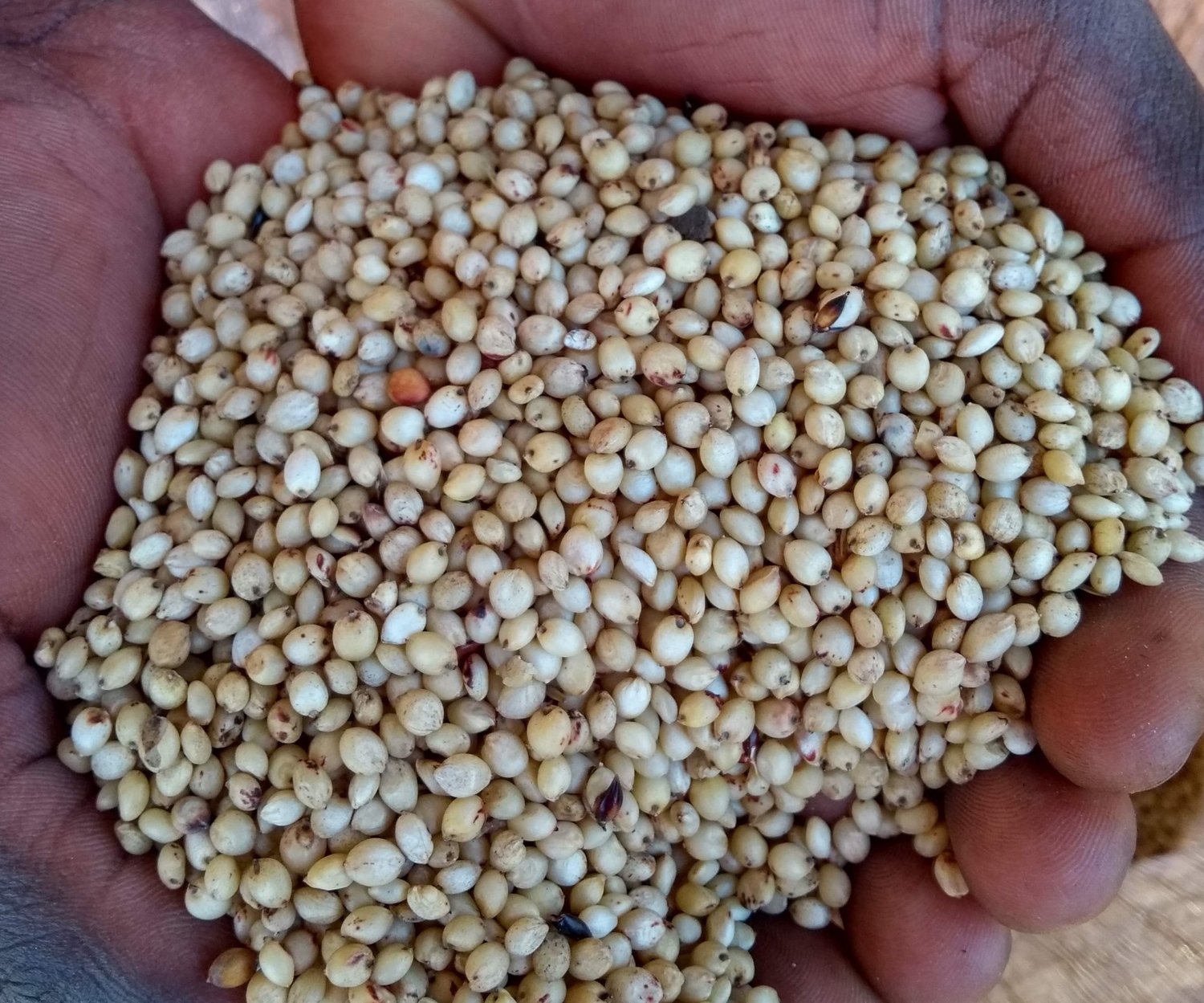 approach — Southern Sorghum