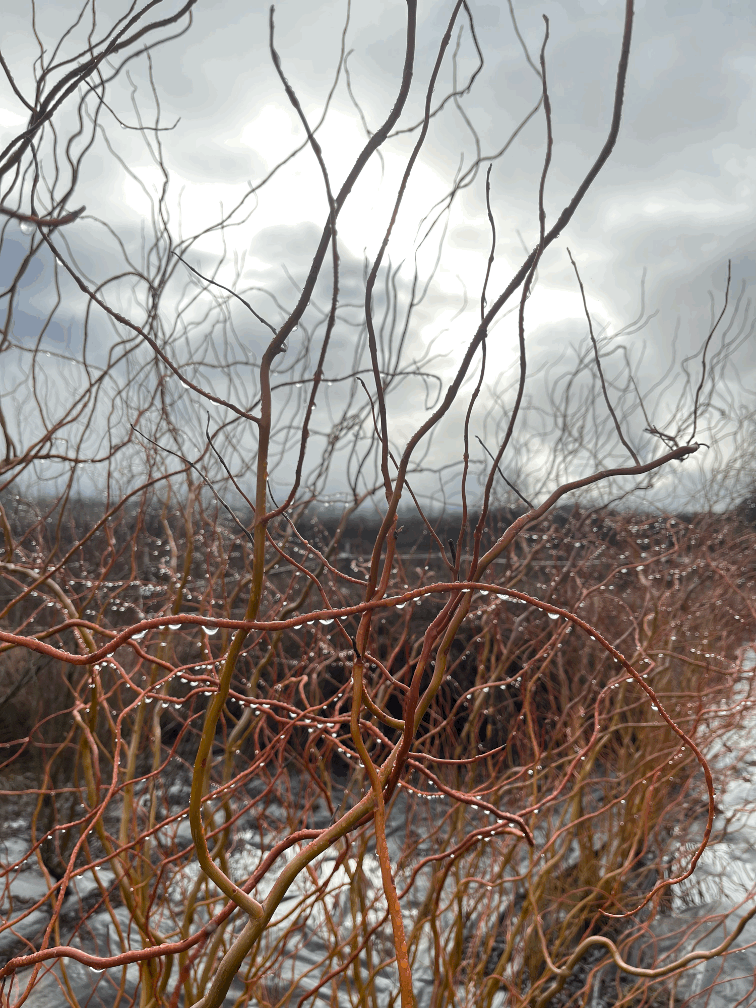Dart's Snake Willow — Willamette Willows