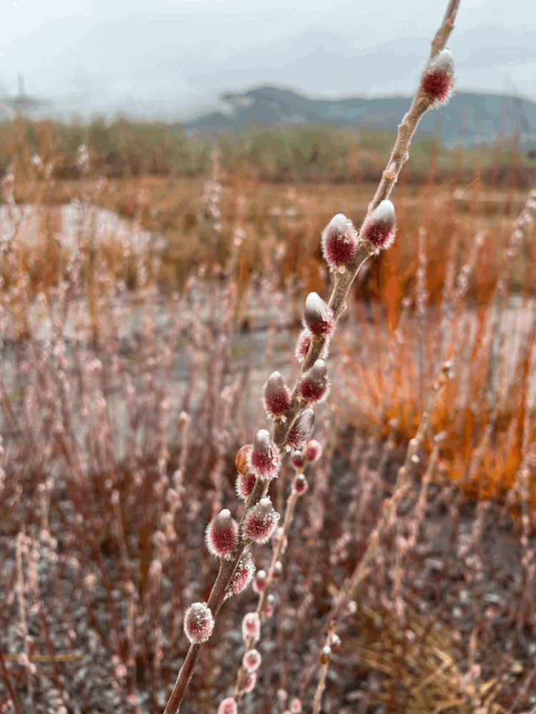 Rubykins Willow Cuttings — Willamettte Willows