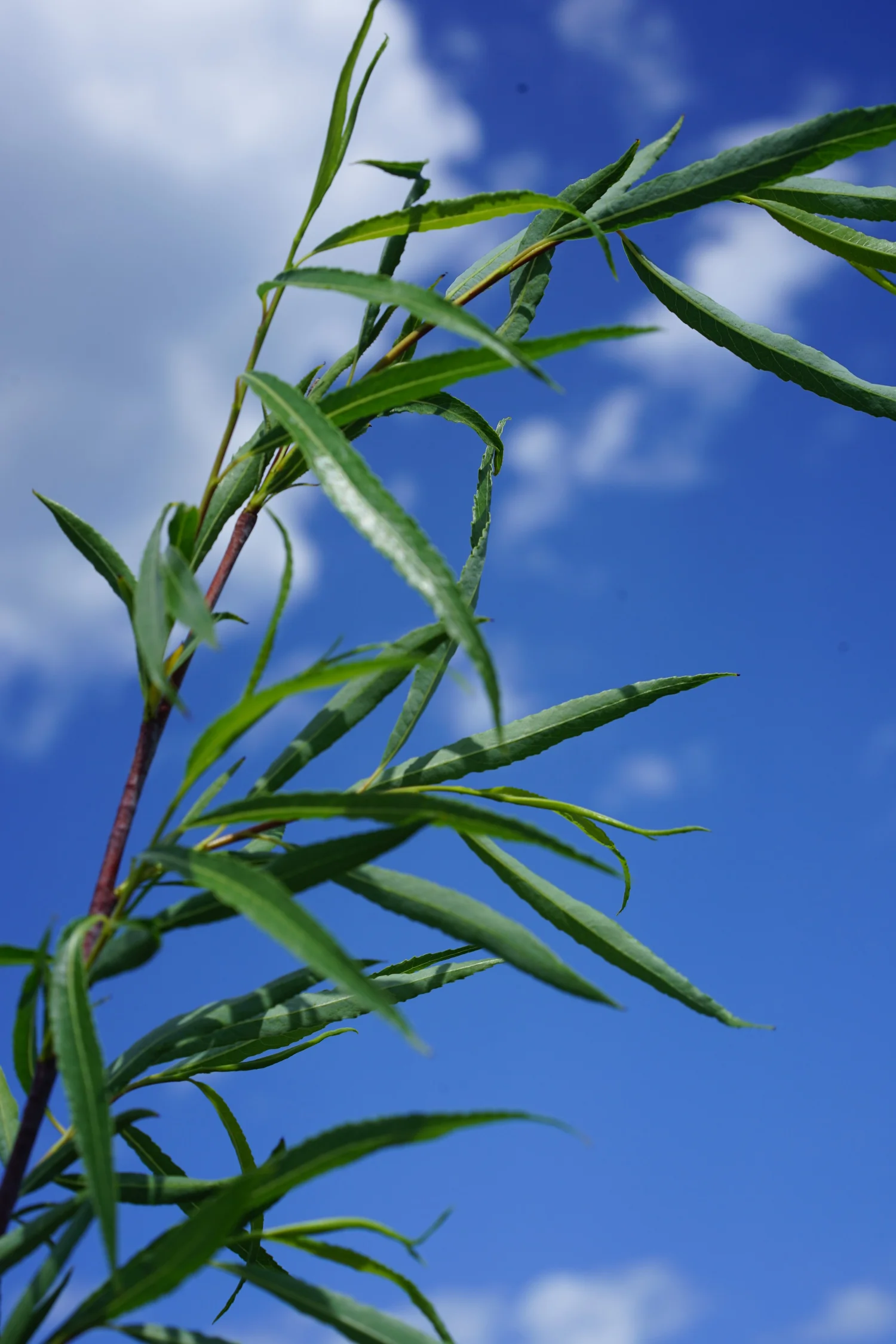 Mt. Aso Pink Pussy Willow Cuttings for Sale — Willamette Willows