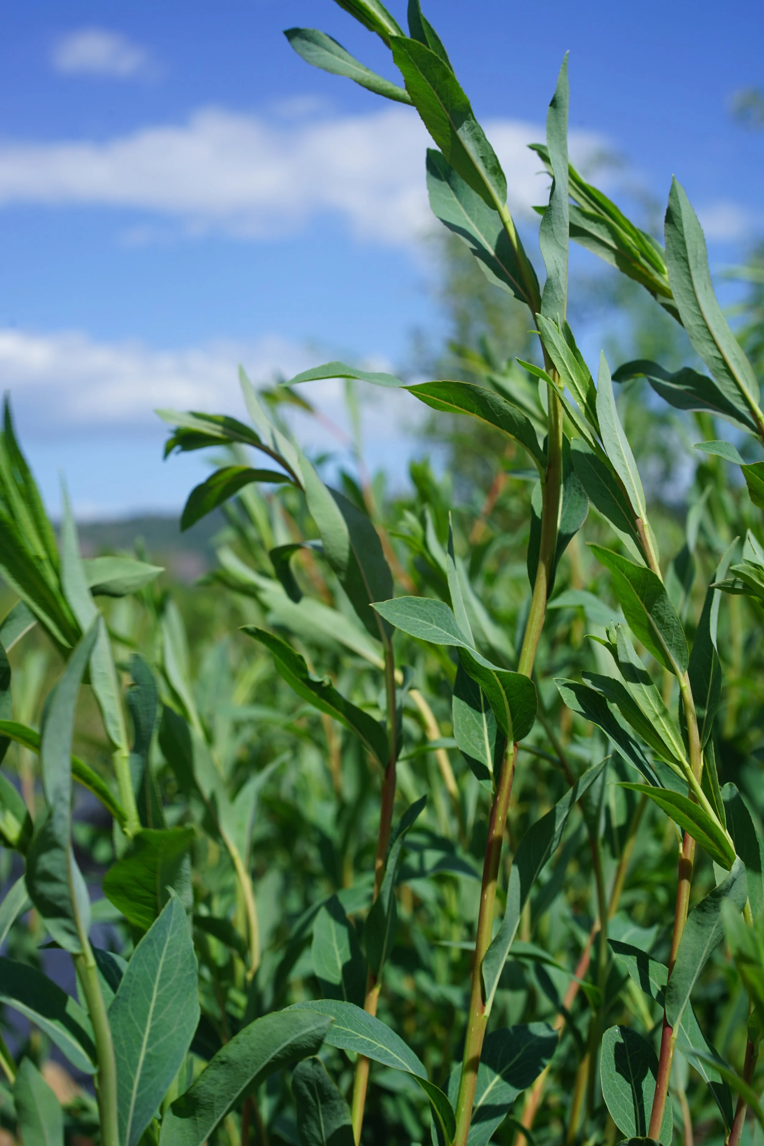 Willow For Sale - Willow Varieties | Williamette Willows
