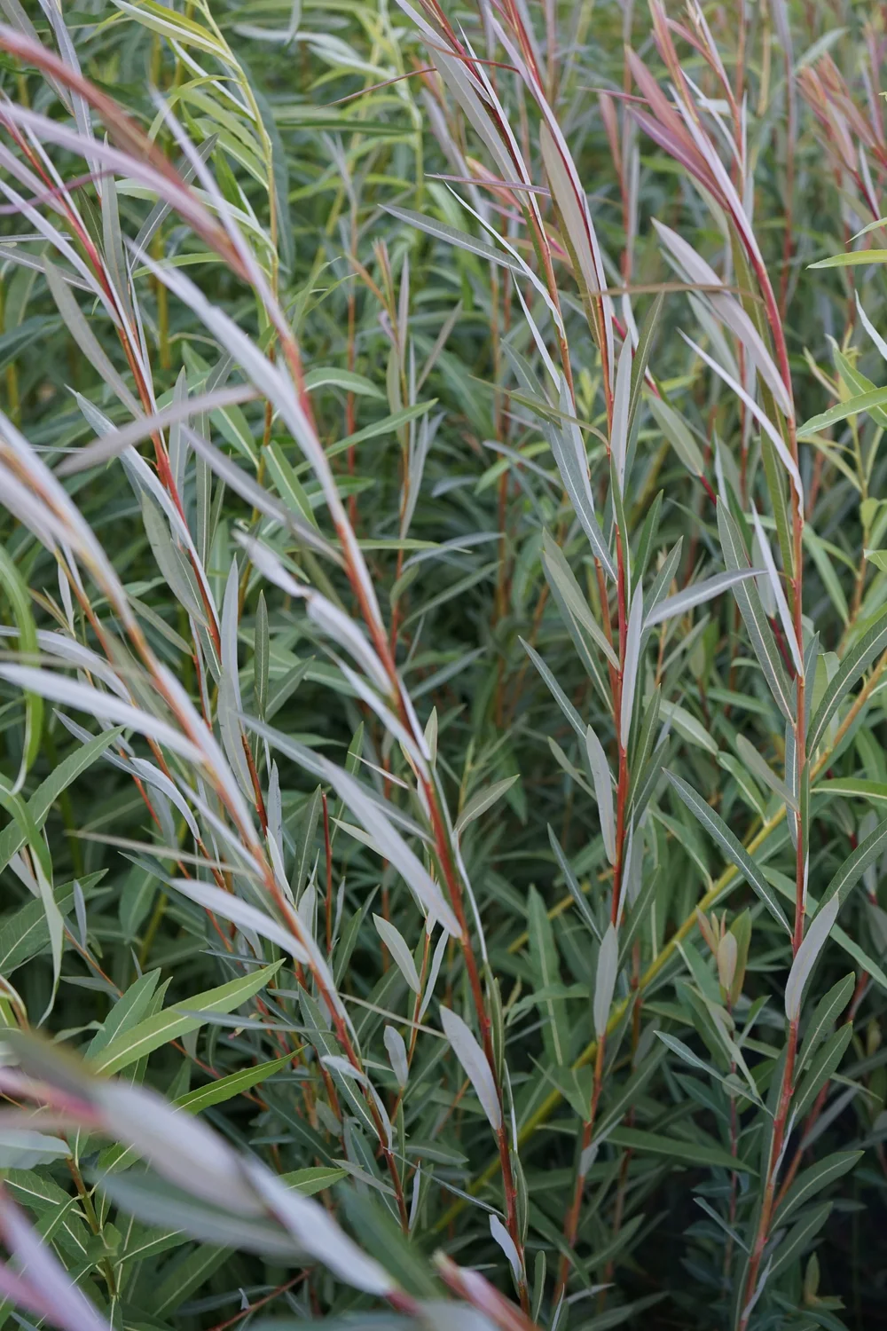 Mt. Aso Pink Pussy Willow Cuttings for Sale — Willamette Willows