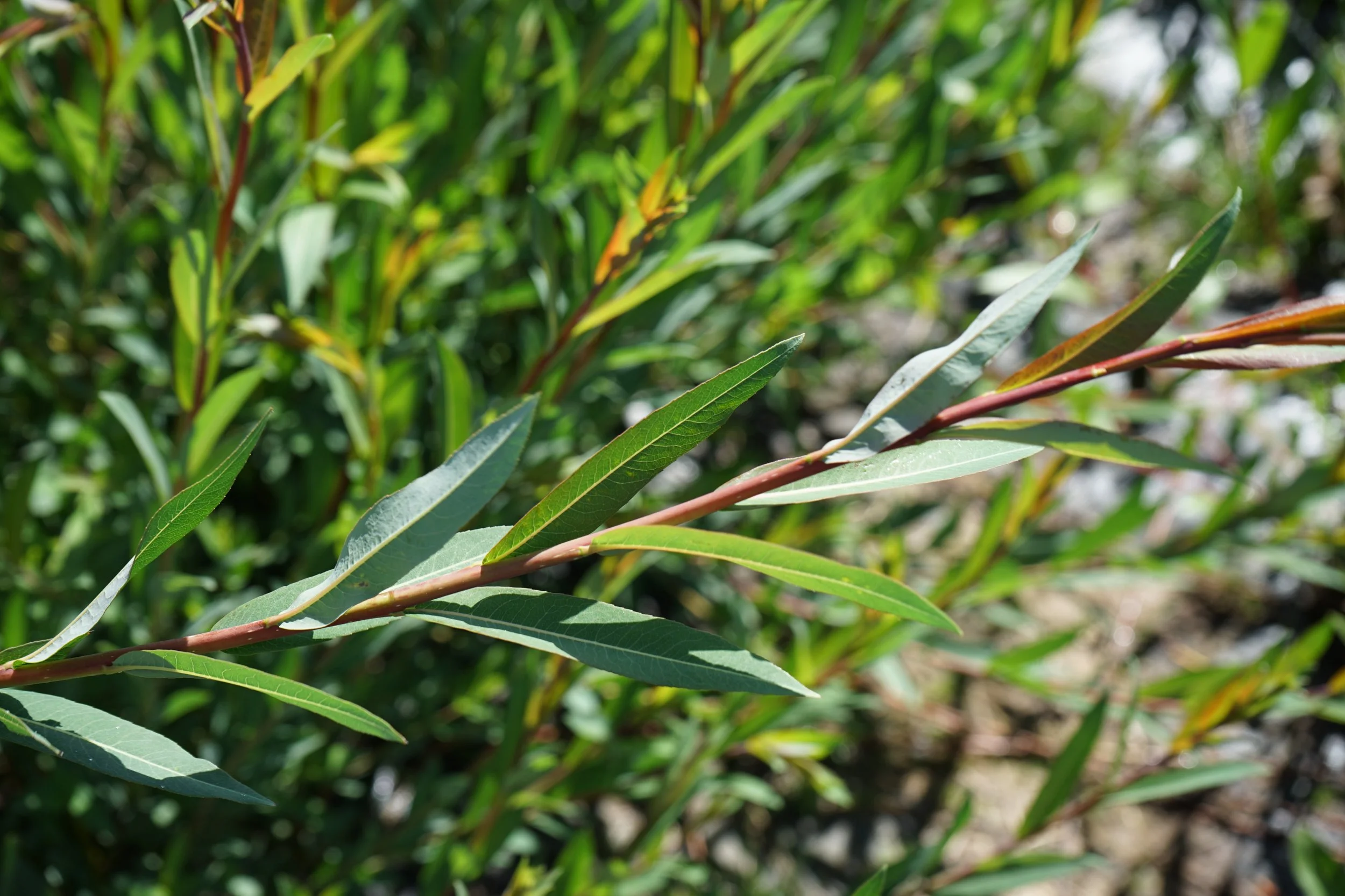 Green Dicks Willow — Willamette Willows