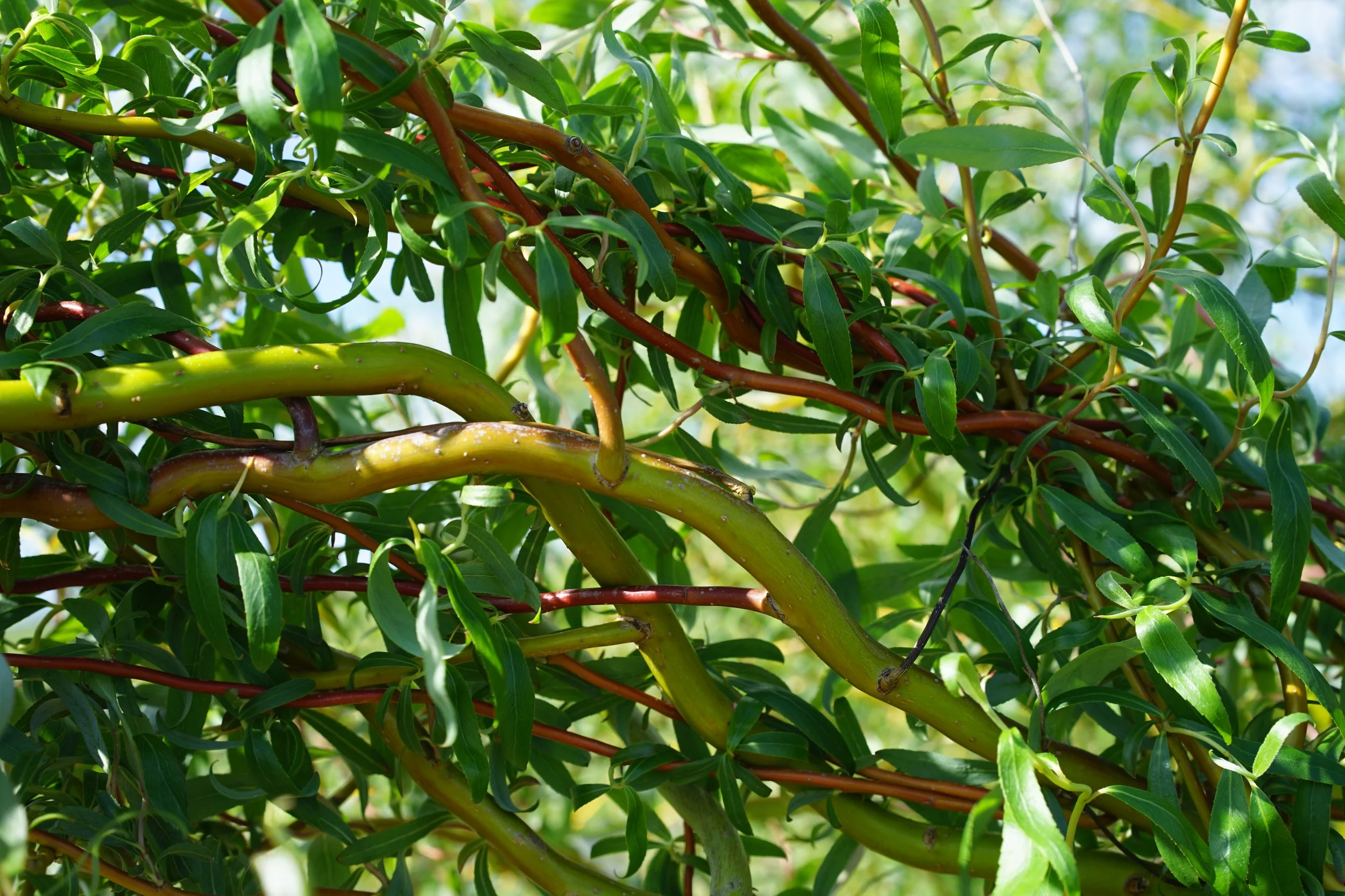 Willamette Willows | Willow Plants For Sale