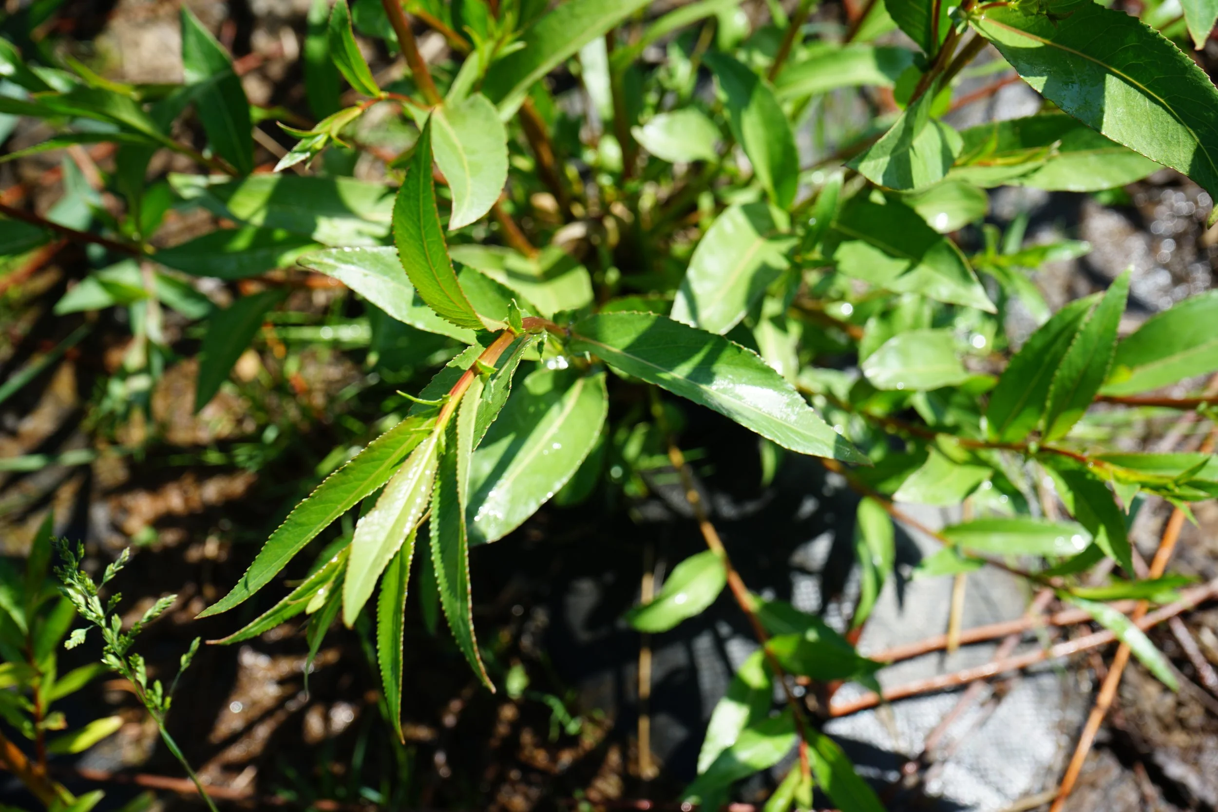 Willow For Sale - Willow Varieties | Williamette Willows