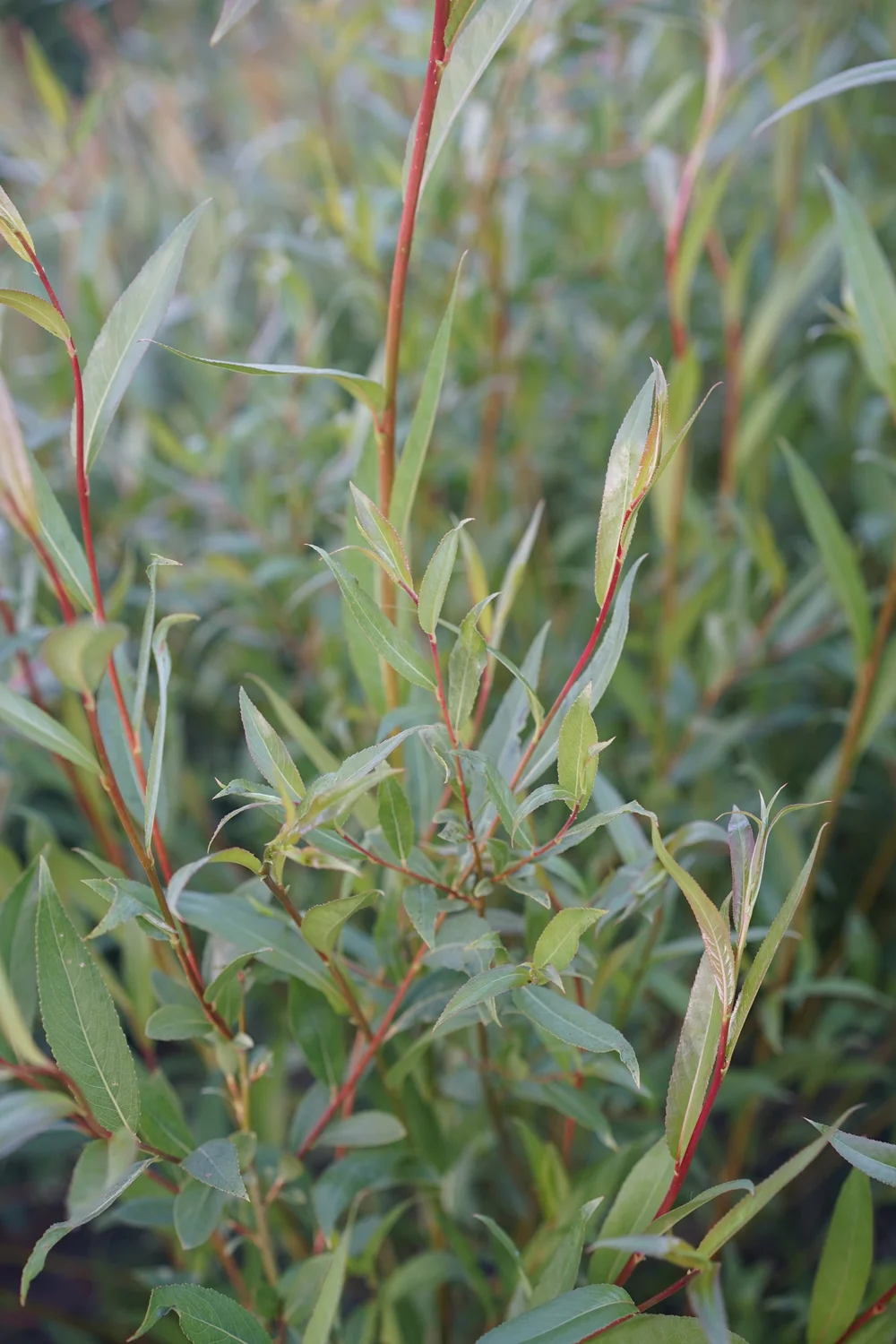 Willow For Sale - Willow Varieties | Williamette Willows
