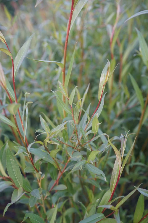 Willow For Sale - Willow Varieties | Williamette Willows