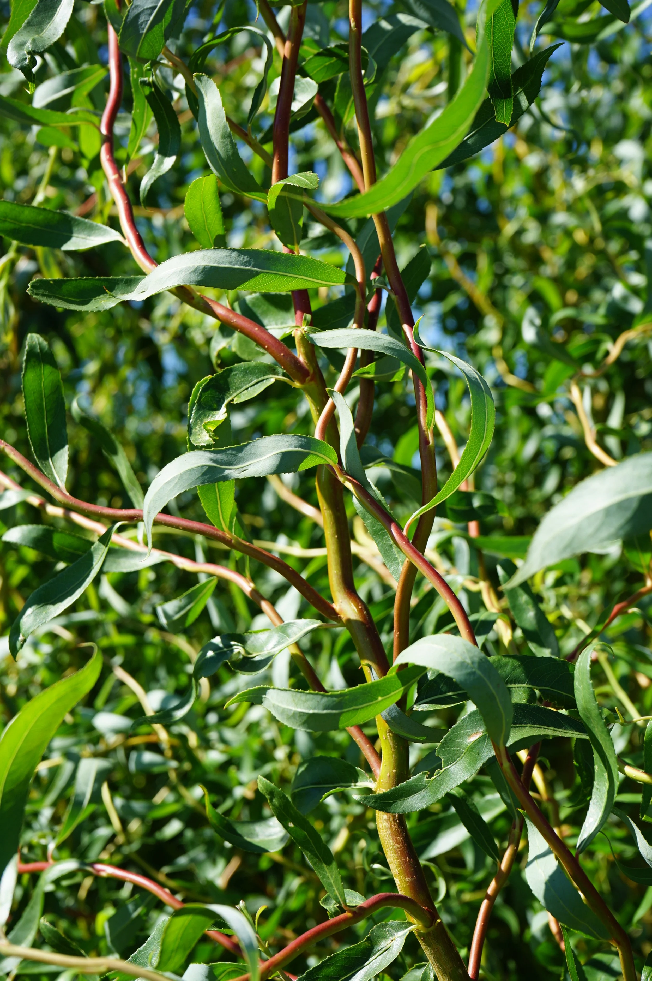 Dart's Snake Willow — Willamettte Willows