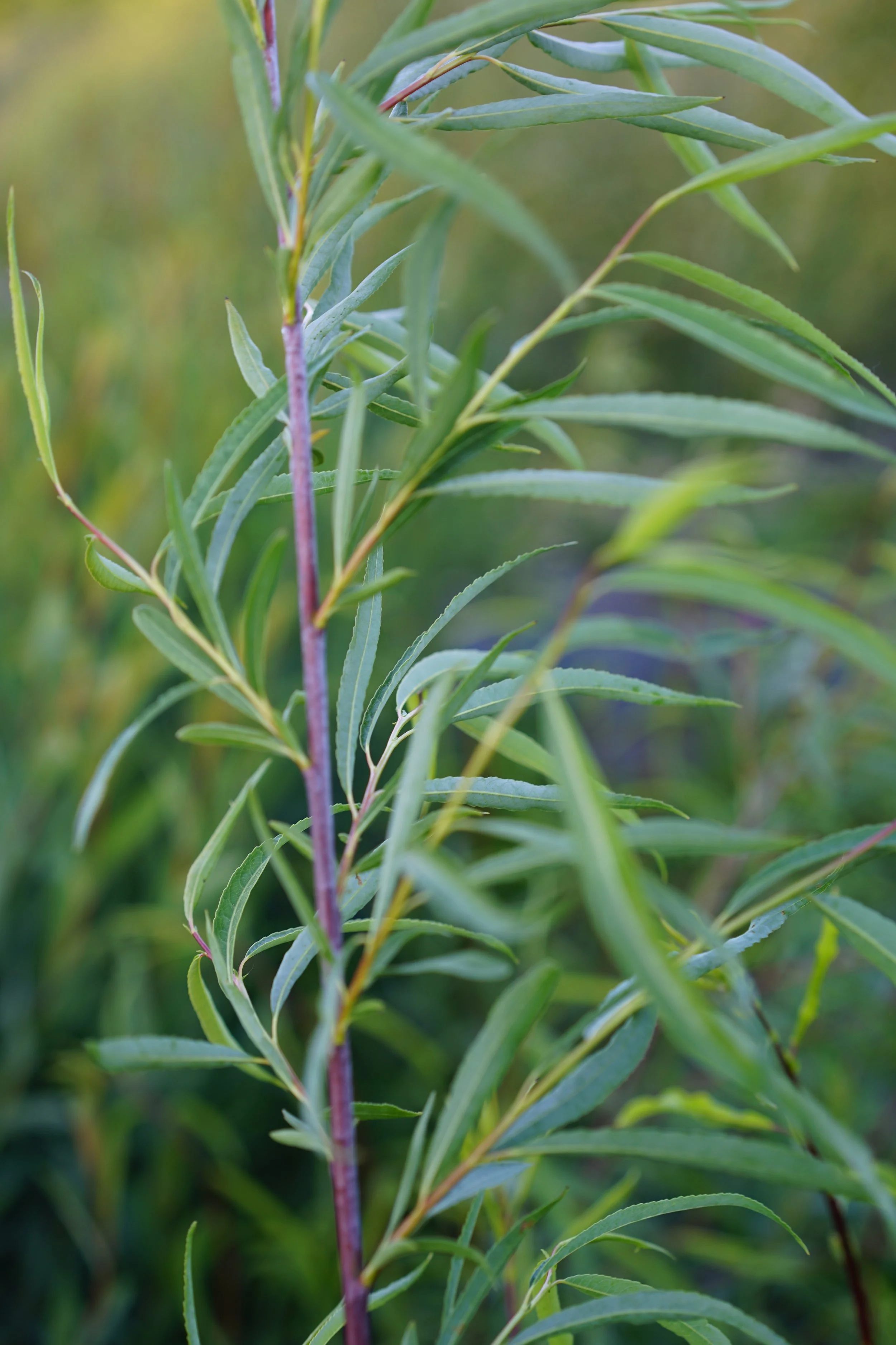 Mt. Aso Pink Pussy Willow Cuttings for Sale — Willamette Willows