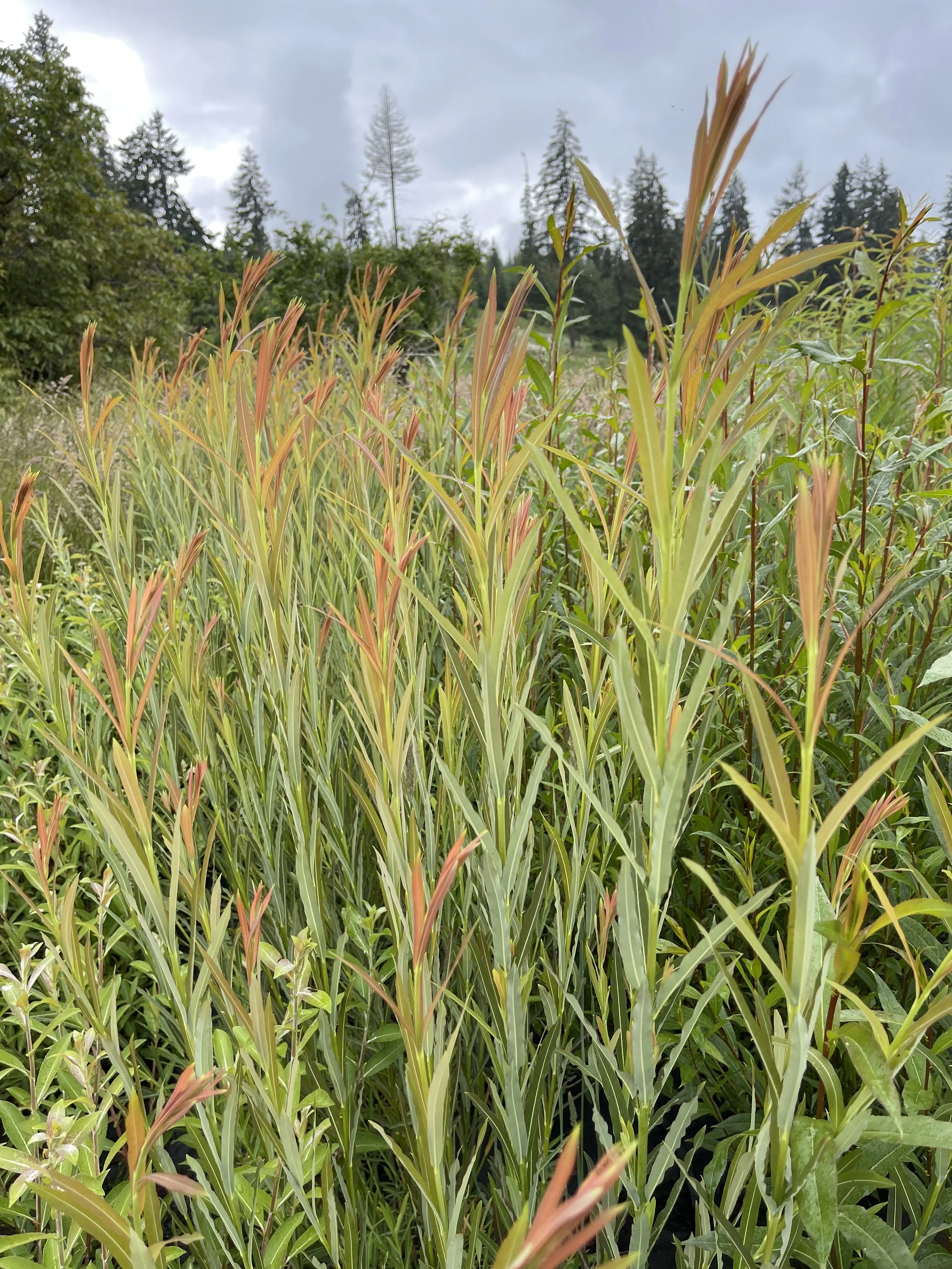 Mt. Aso Pink Pussy Willow Cuttings for Sale — Willamettte Willows