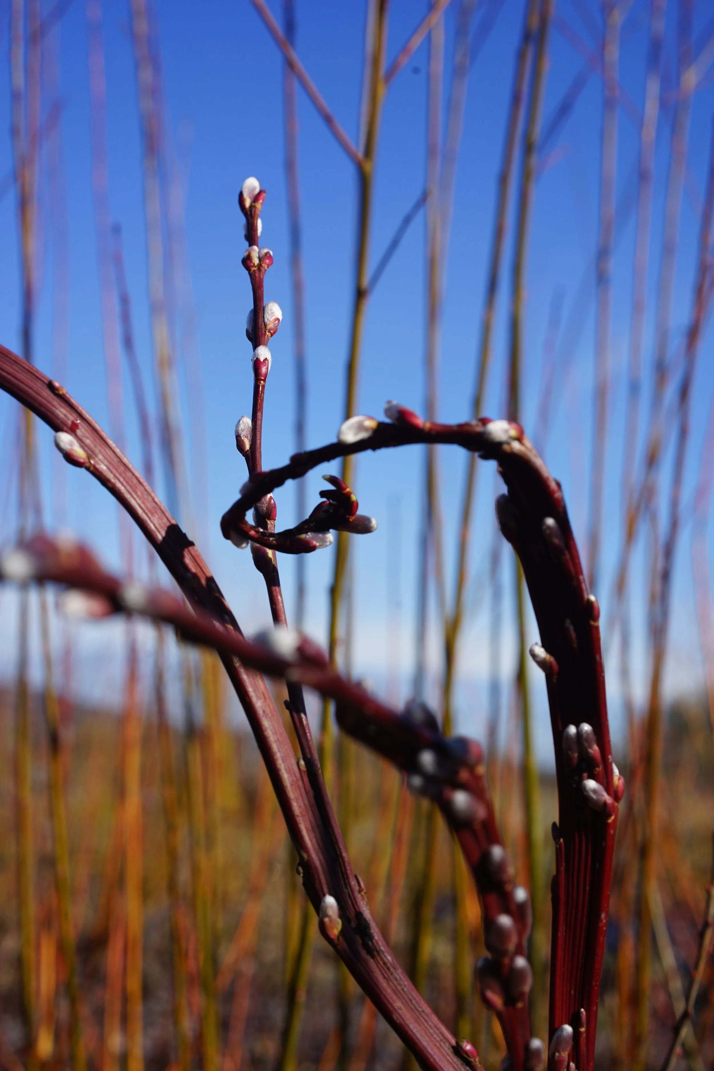 Mt. Aso Pink Pussy Willow Cuttings for Sale — Willamette Willows