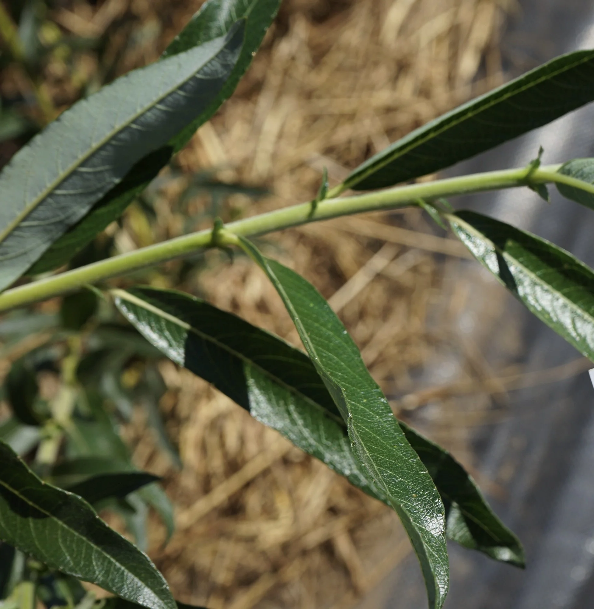 Mt. Aso Pink Pussy Willow Cuttings for Sale — Willamette Willows