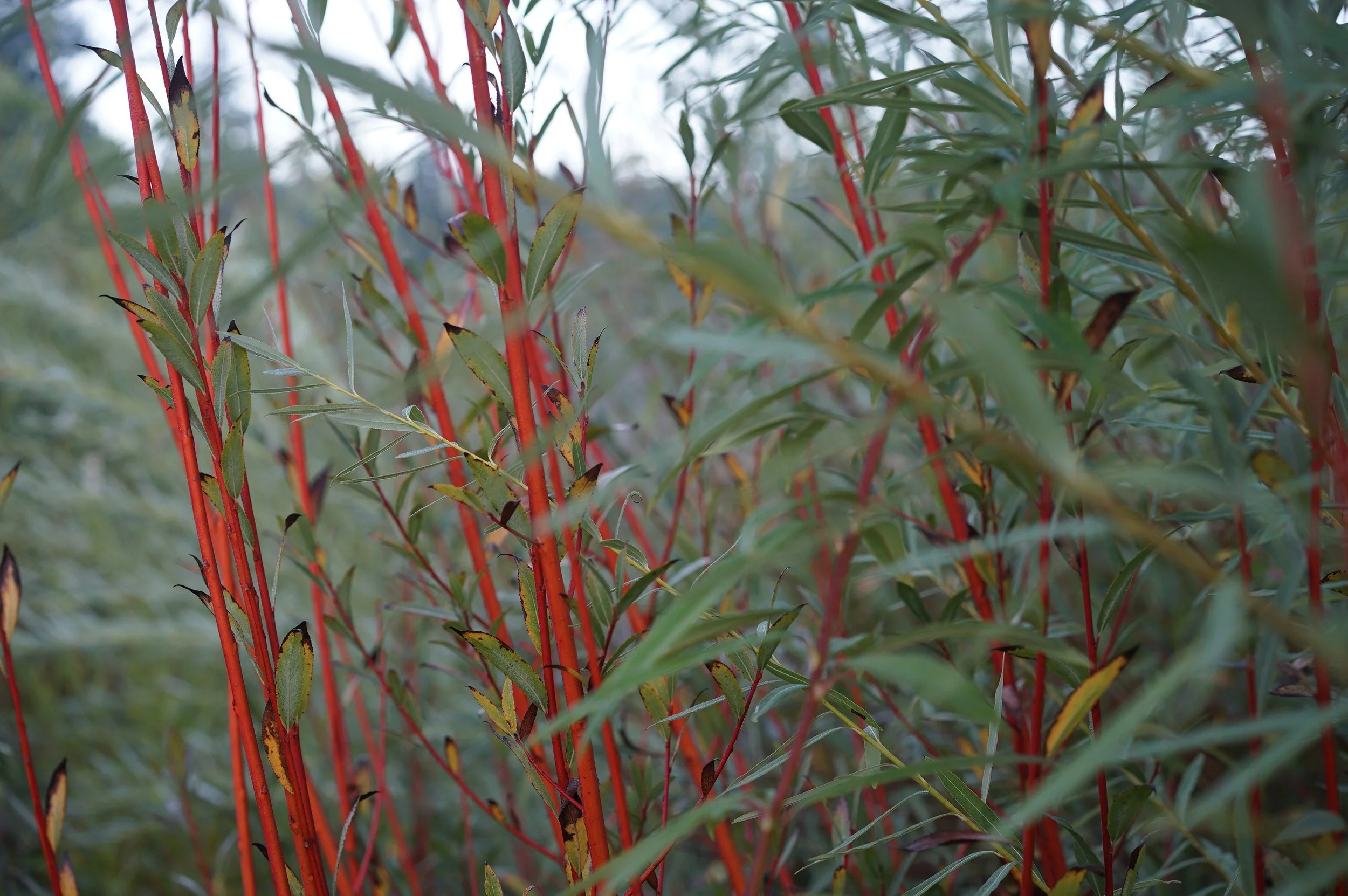 Belgian Red Willow — Willamette Willows