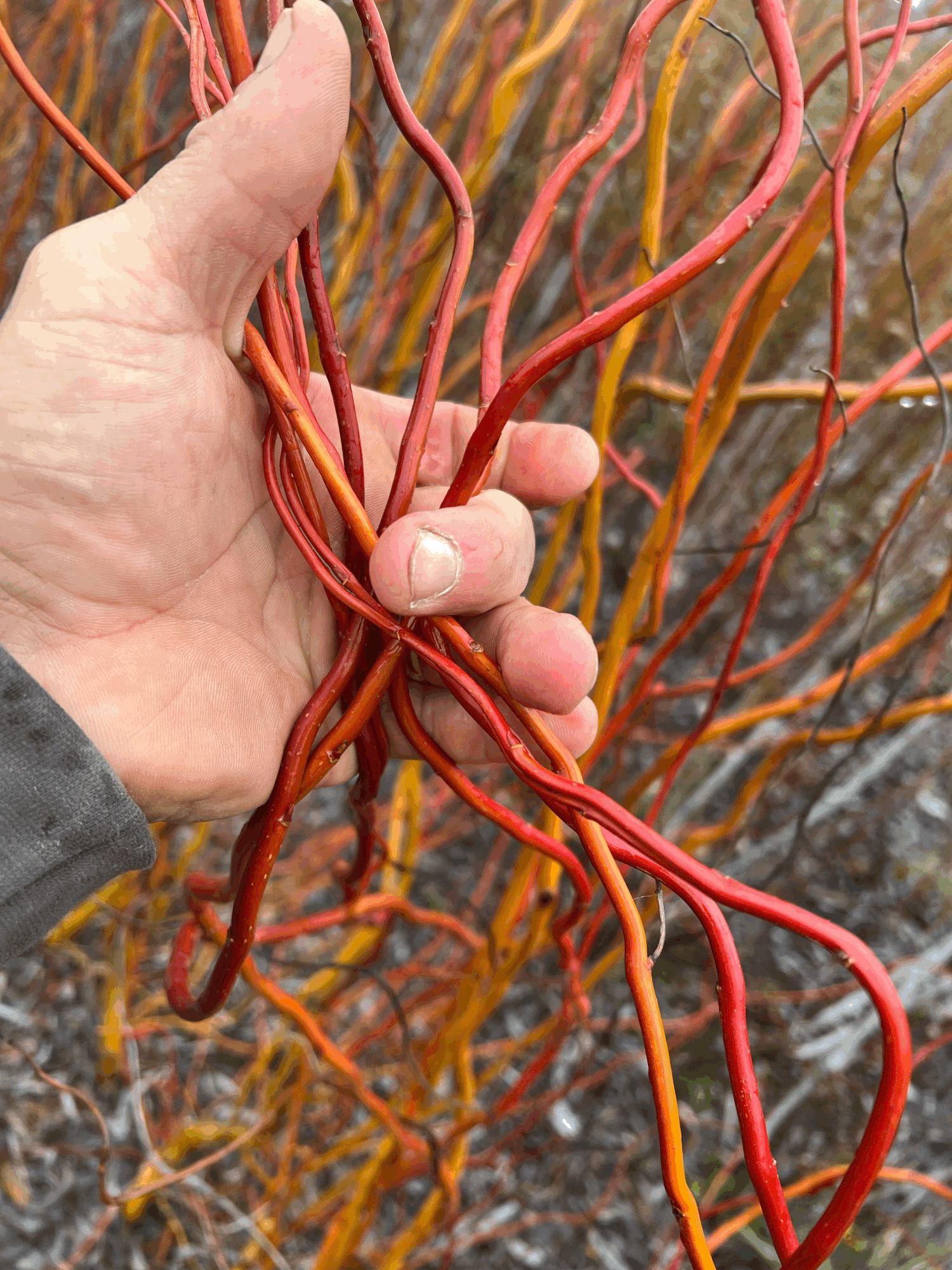 Curly Willow | Sunny Twist — Willamette Willows