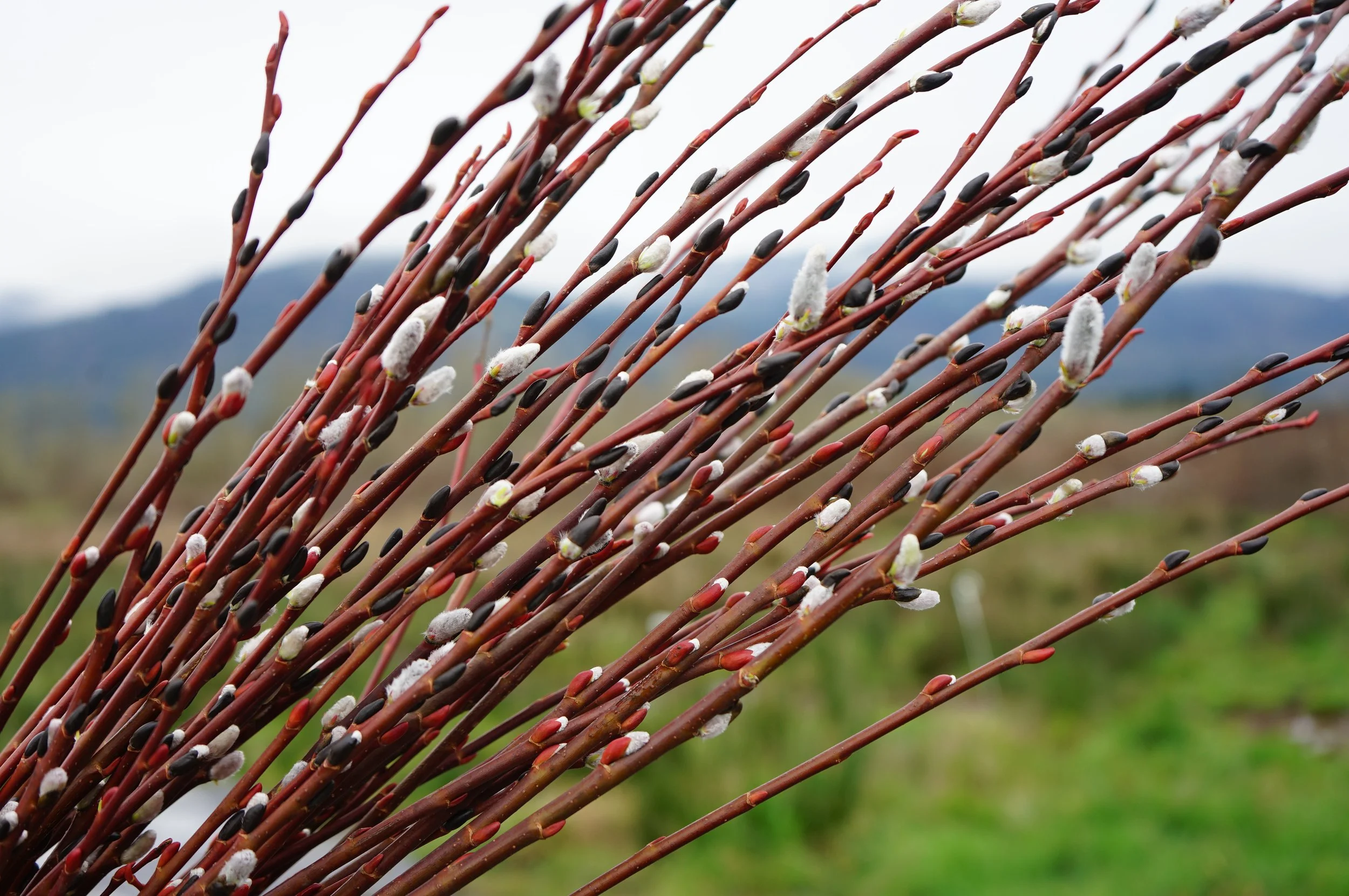 Sekka (Japanese Fan Tail) Willow — Willamette Willows