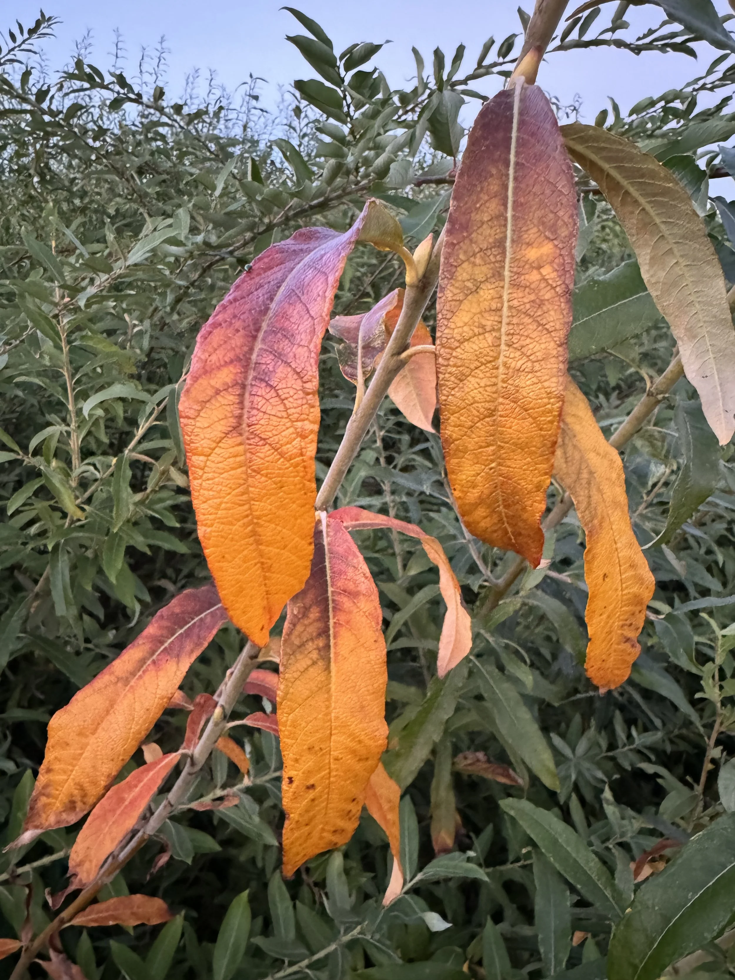Sekka (Japanese Fan Tail) Willow — Willamette Willows