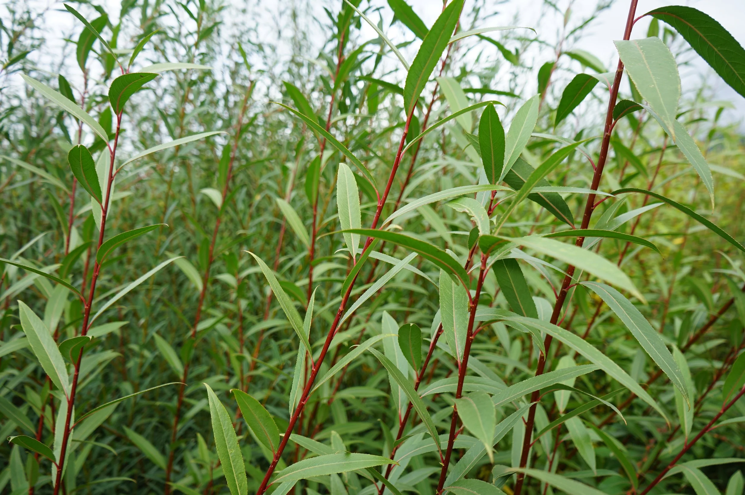 Willamette Willows | Willow Cuttings & Plants For Sale